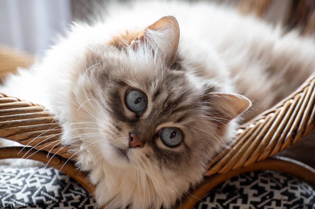 Spoiled Persian Cat Stands Up Like a Human to Demand His Second ...