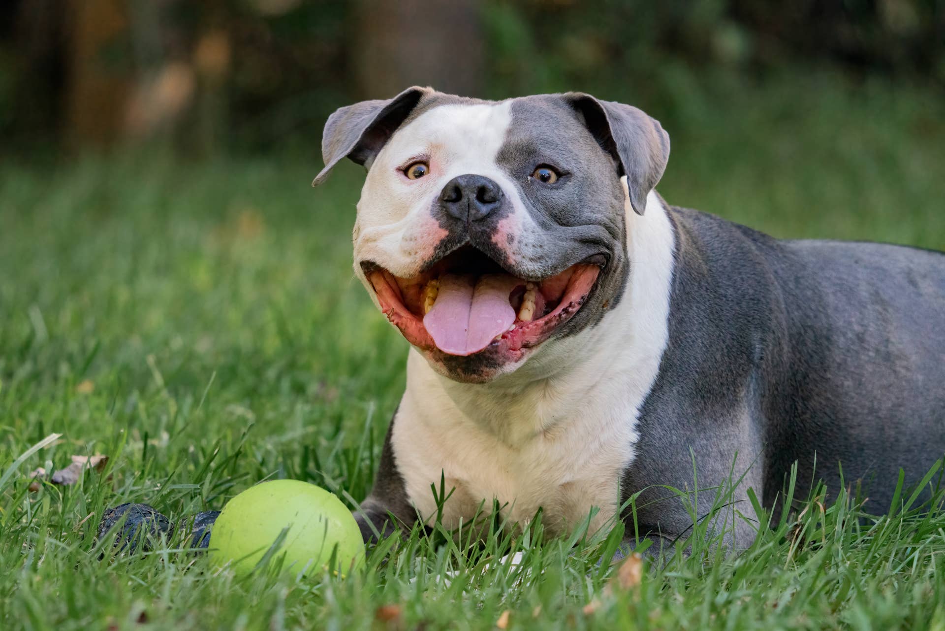 American Bully Takes the 'Most Gentle' Bite of Food We've Ever Seen ...