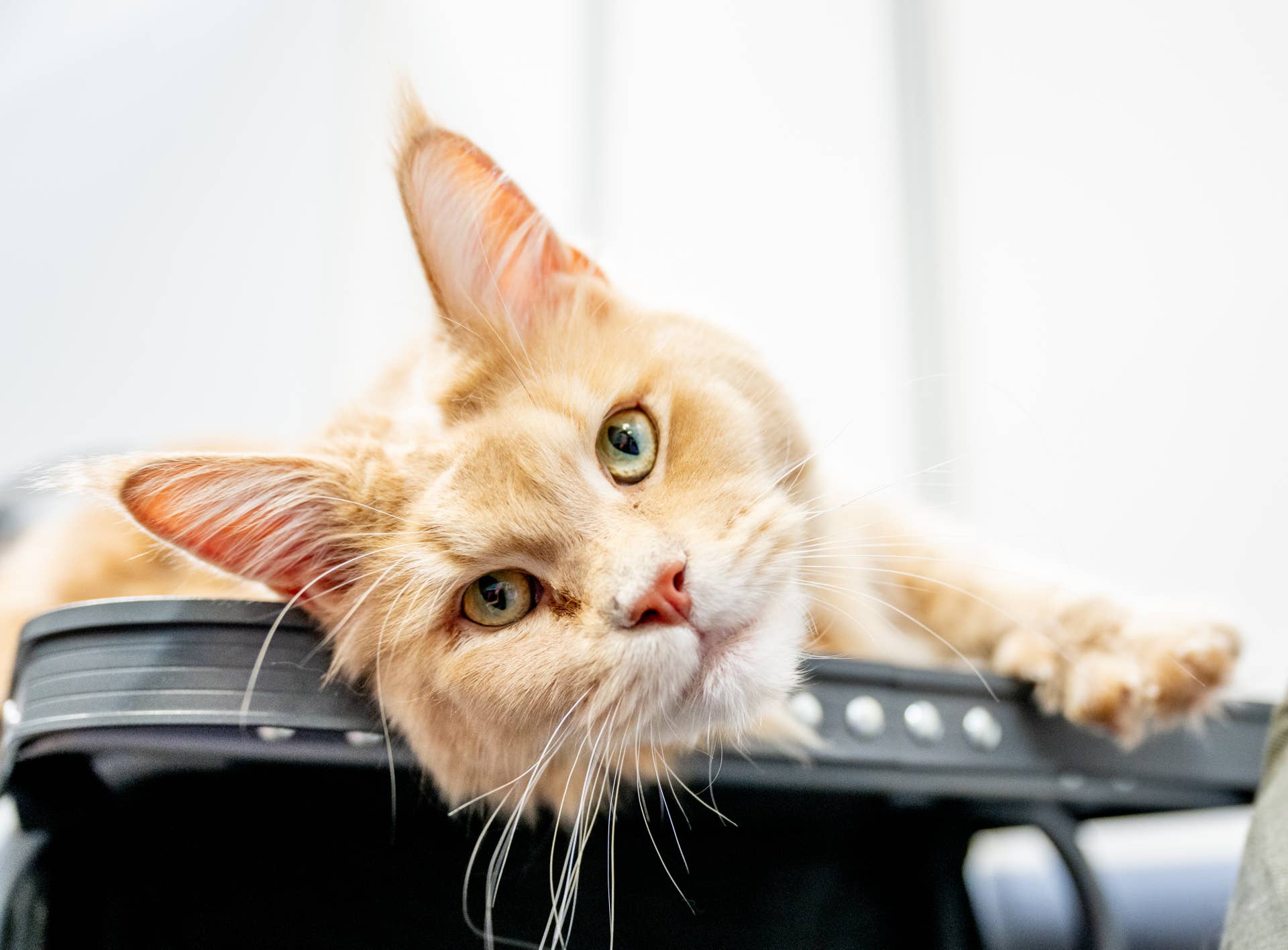 Watch the Moment a Giant Maine Coon Falls in Love With a Tiny Foster ...