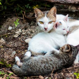 Shelter Cat Who 'Hasn't Opened Up to Anybody' Lets Staff Member Hold ...