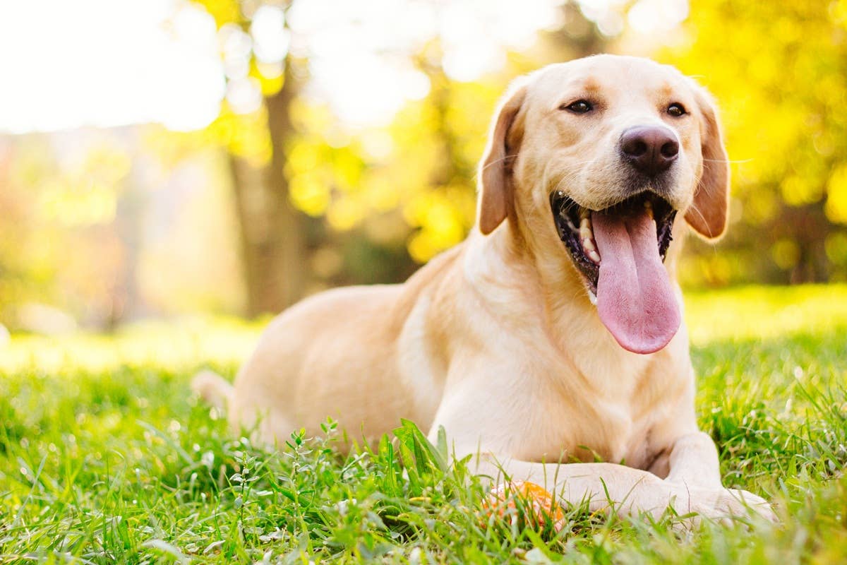 7 Dog Breeds That Always Seem to Know How You’re Feeling, According to ...