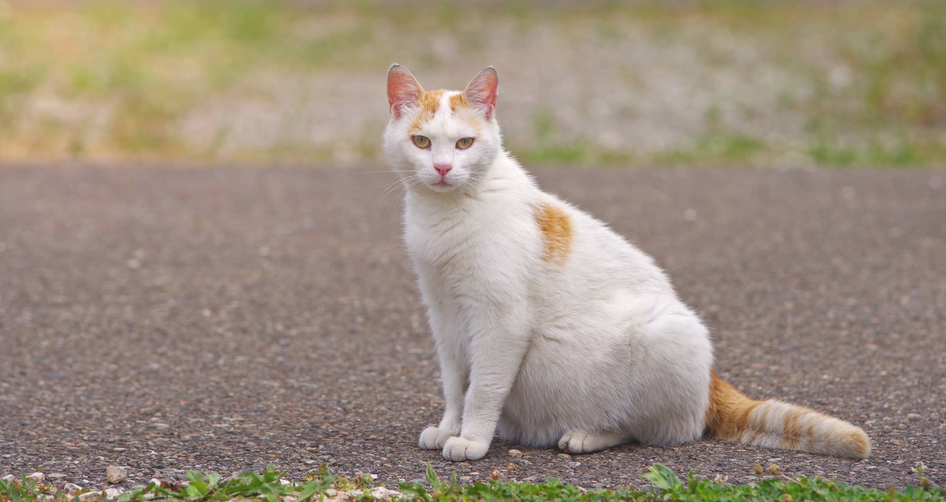 Pregnant Feral Cat ‘Picks New Mom’ Days Before Giving Birth - Parade Pets