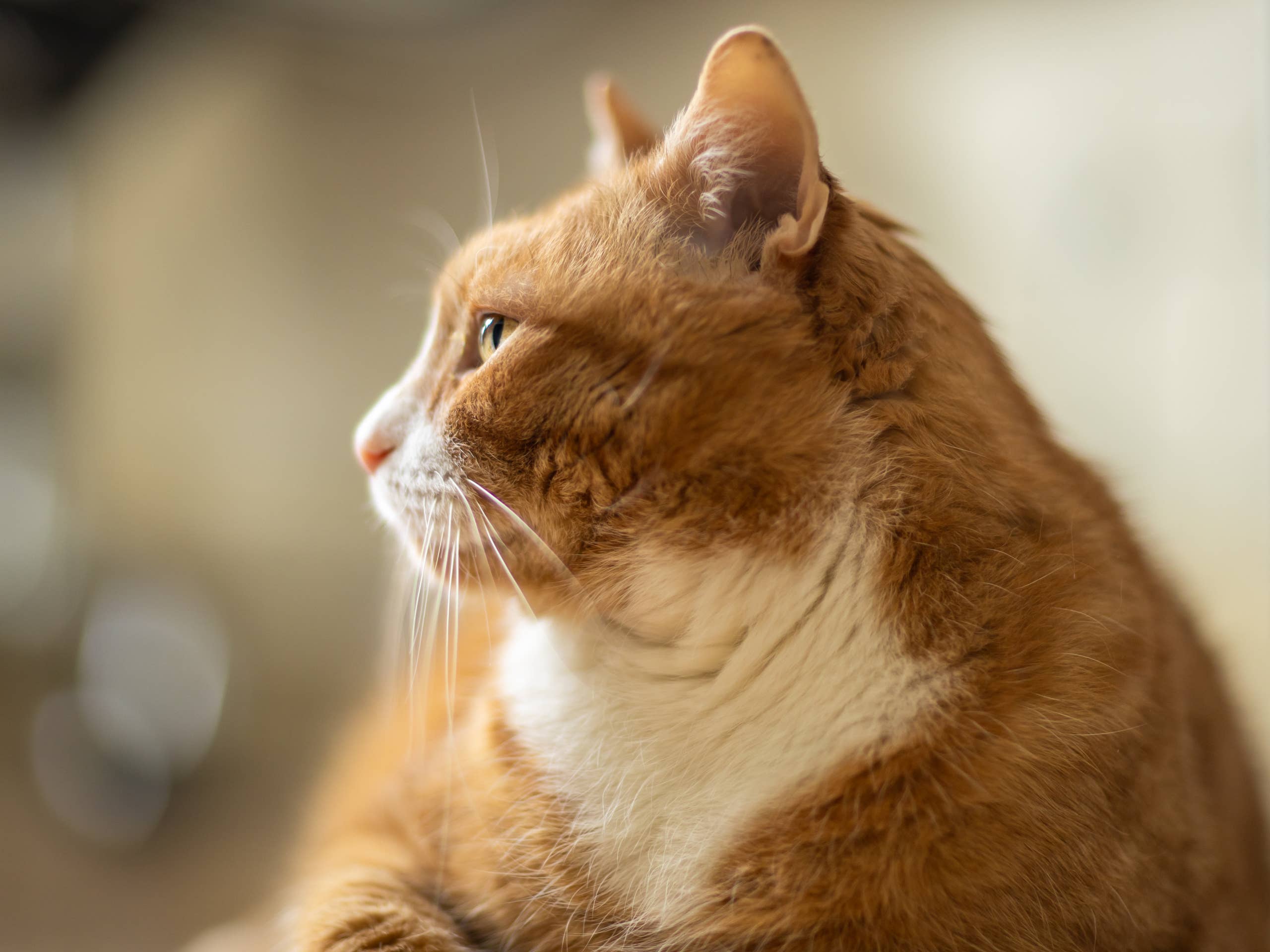 Senior Orange Cat Picks CVS as His 'Retirement Home'—Now the Community ...