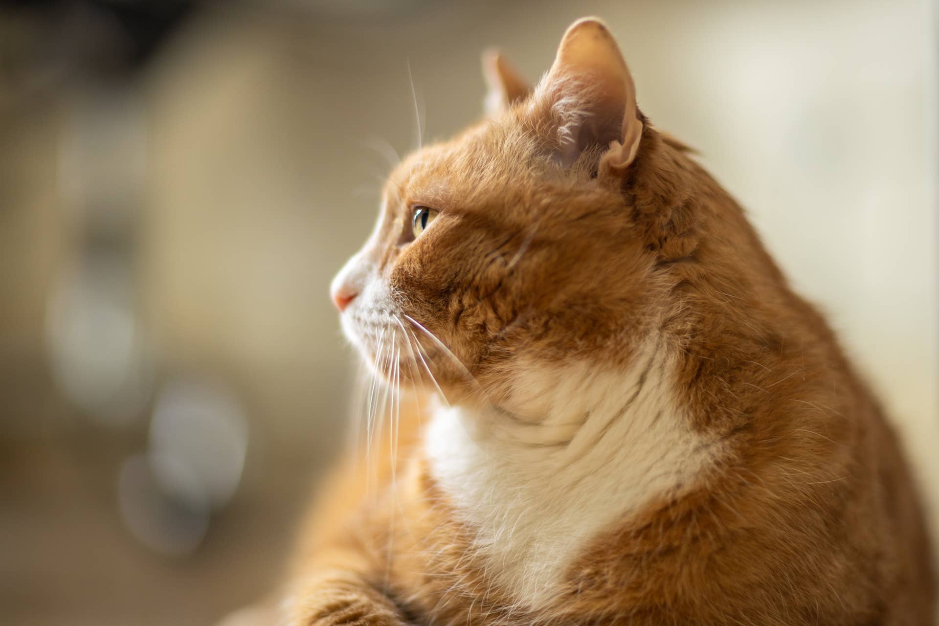 Senior Orange Cat Picks CVS as His 'Retirement Home'—Now the Community ...