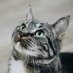 Sweet Cat in Shelter Since Kittenhood Begs for Chance at a Forever Home ...