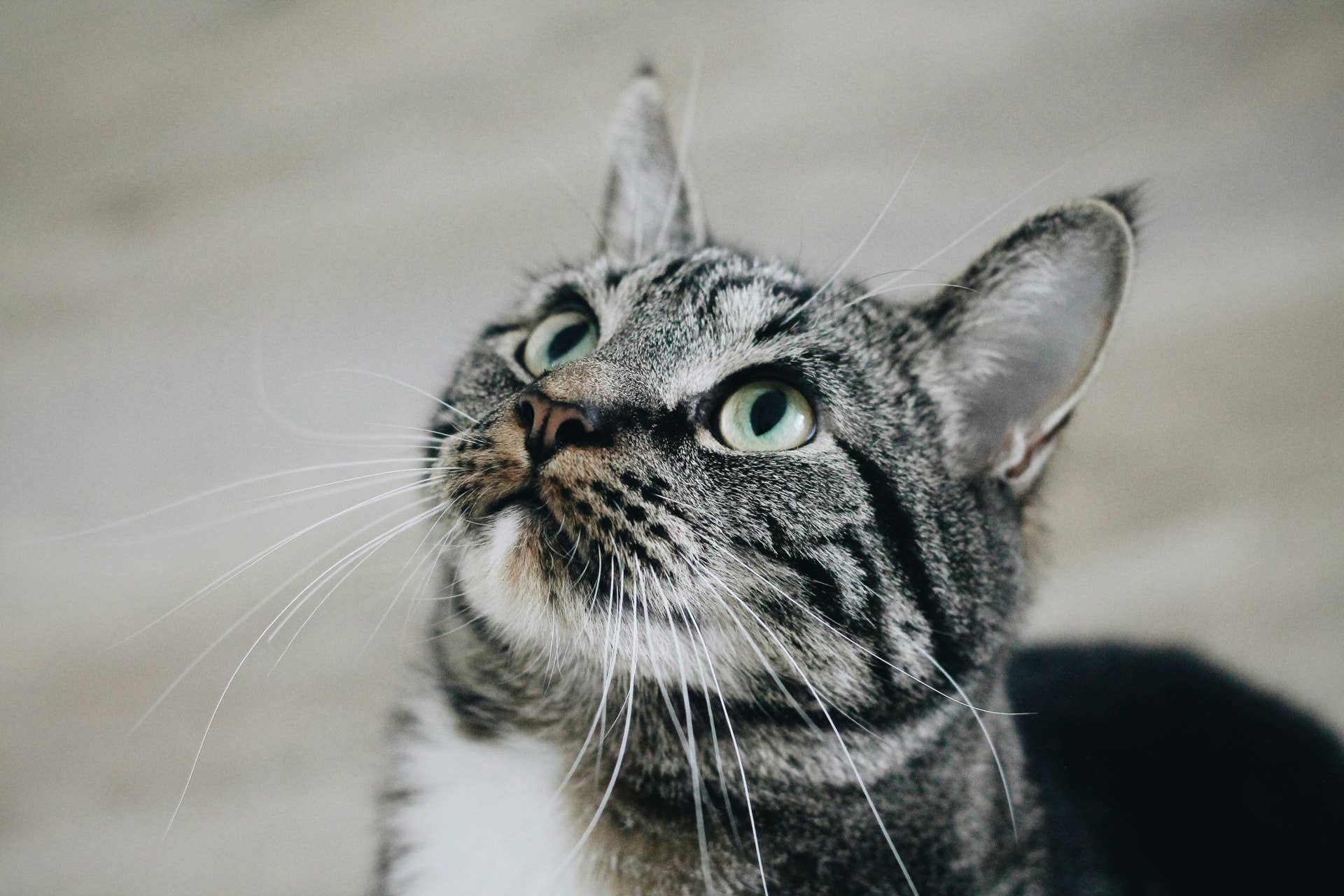 'Shy' 10-Year-Old Shelter Cat Has Waited Nearly 1,100 Days for a ...