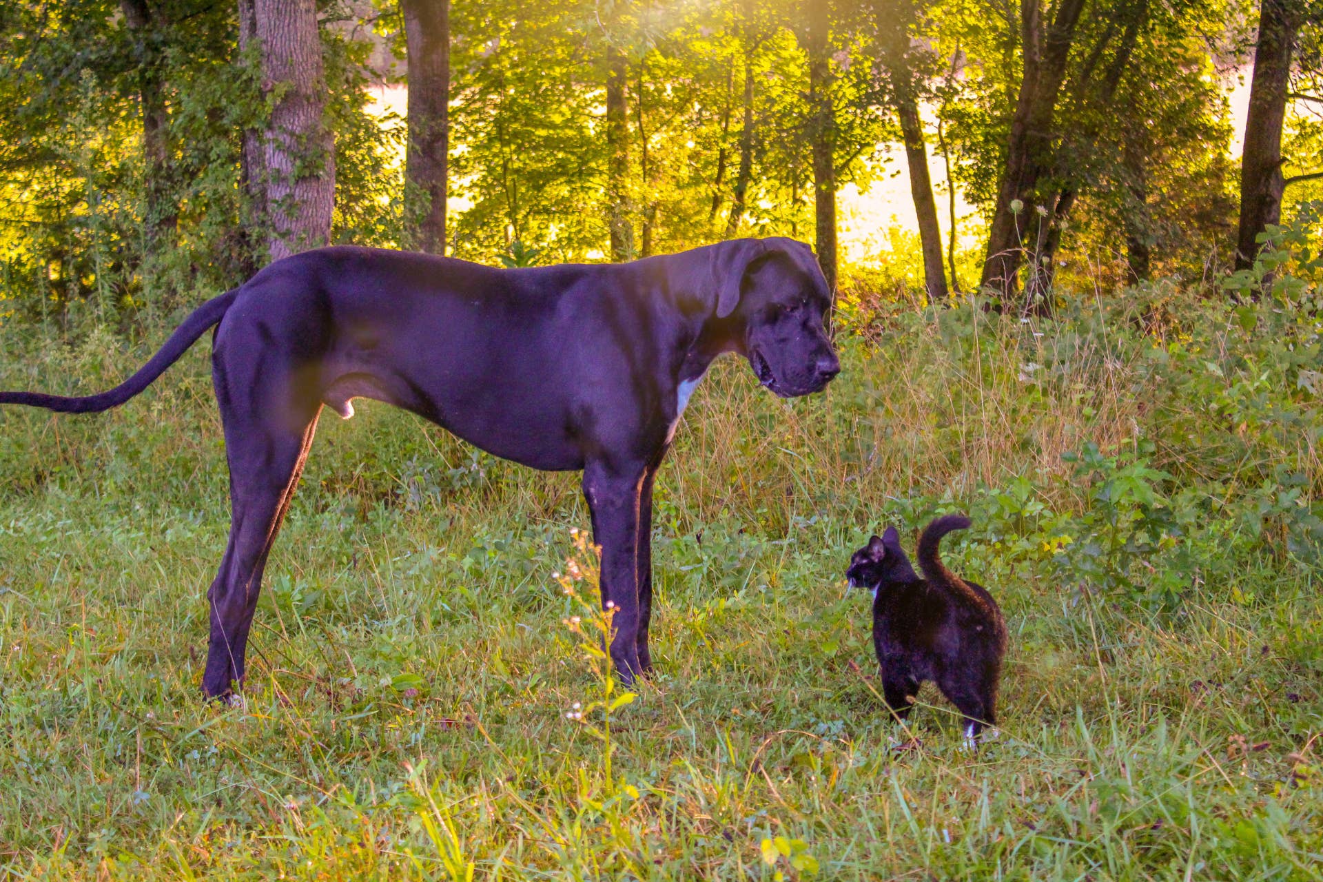Great Dane Plays ‘Follow the Leader’ With Tiny Kitten - Parade Pets