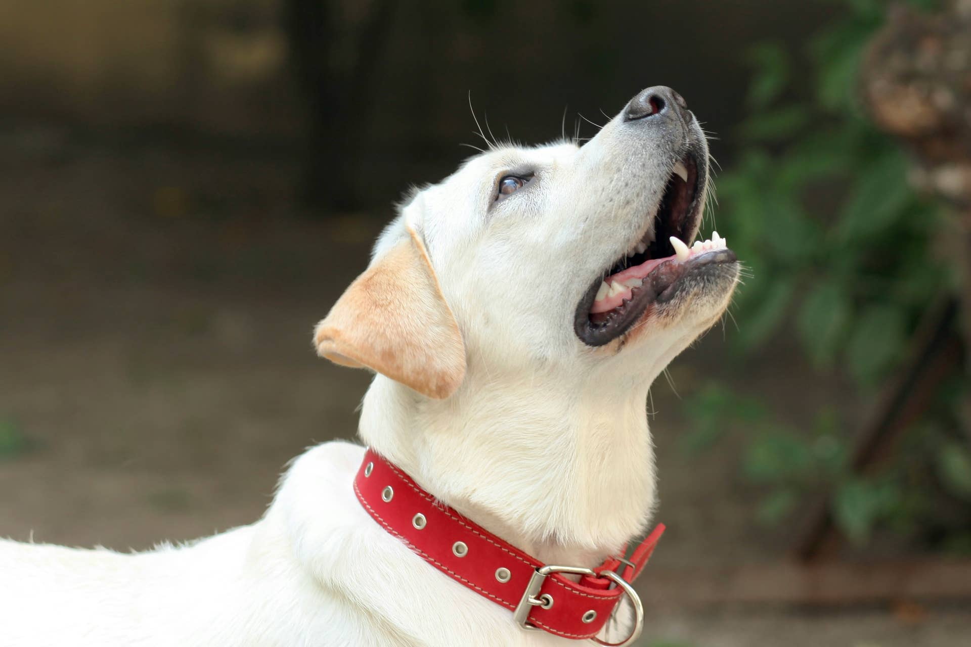Trainers Say the 'Two-Finger Rule' Keeps Your Dog Safe on Walks ...