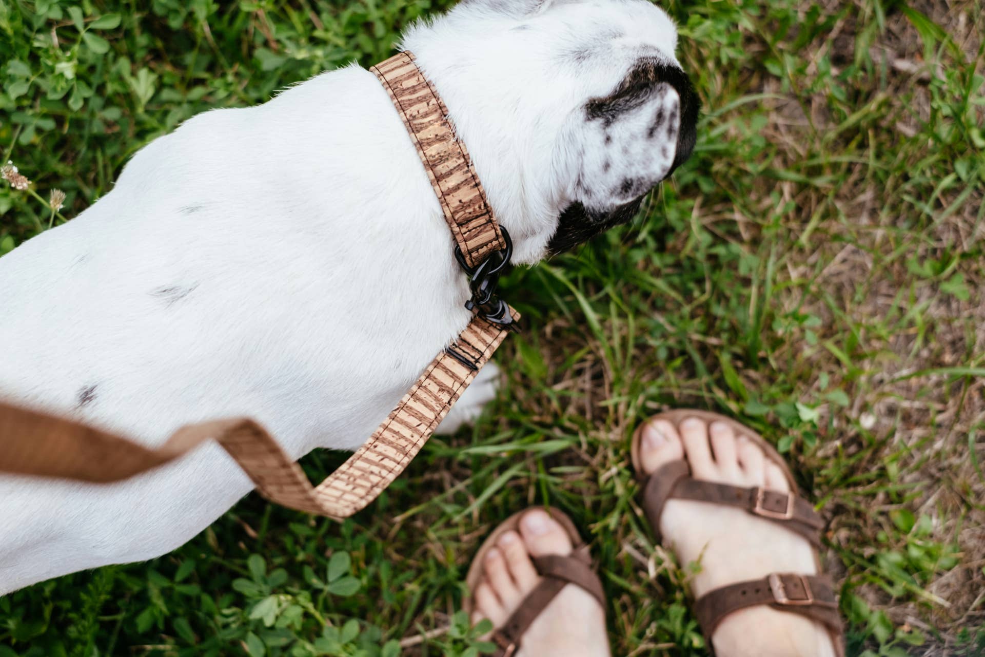 Trainers Say the 'Two-Finger Rule' Keeps Your Dog Safe on Walks ...