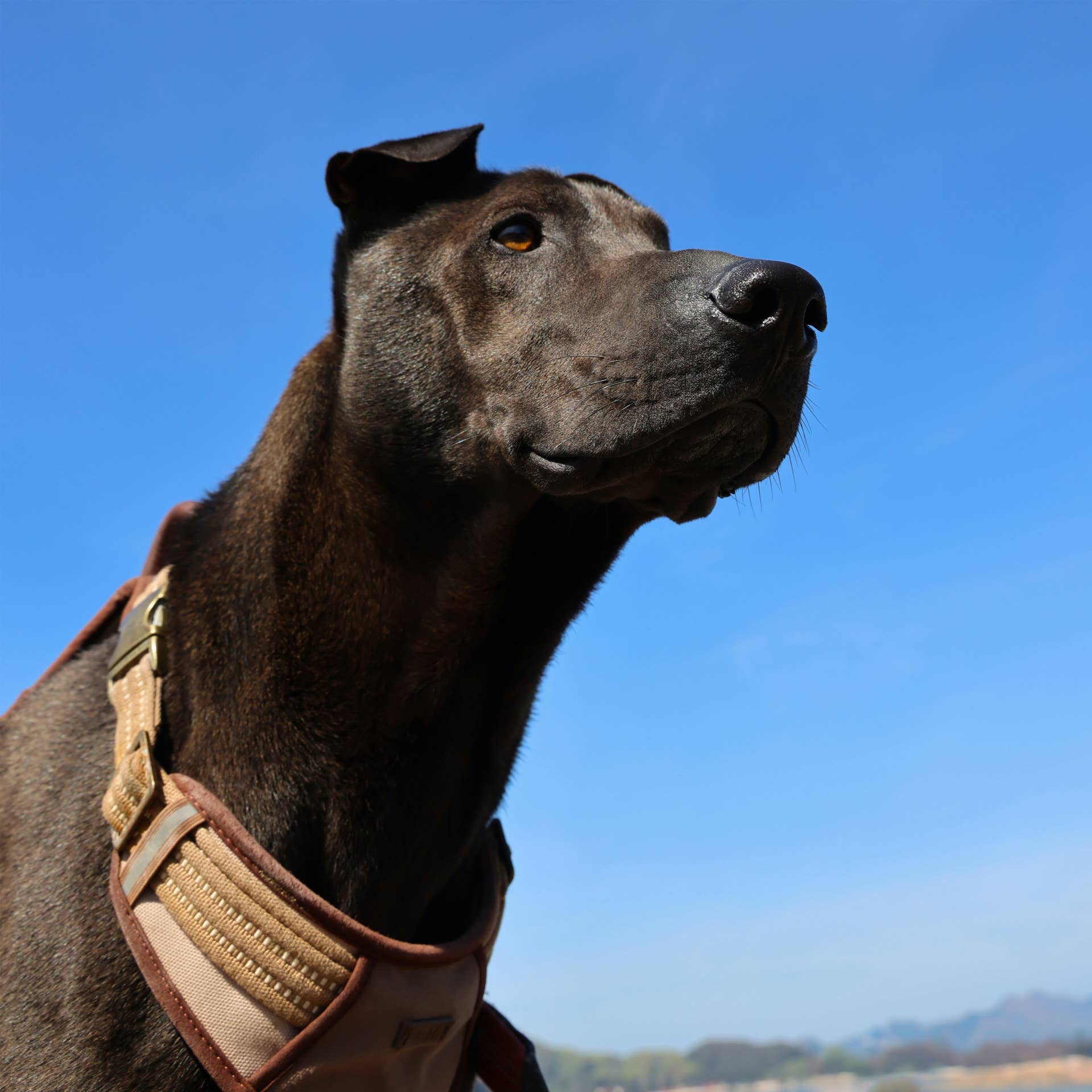 Trainers Say the 'Two-Finger Rule' Keeps Your Dog Safe on Walks ...