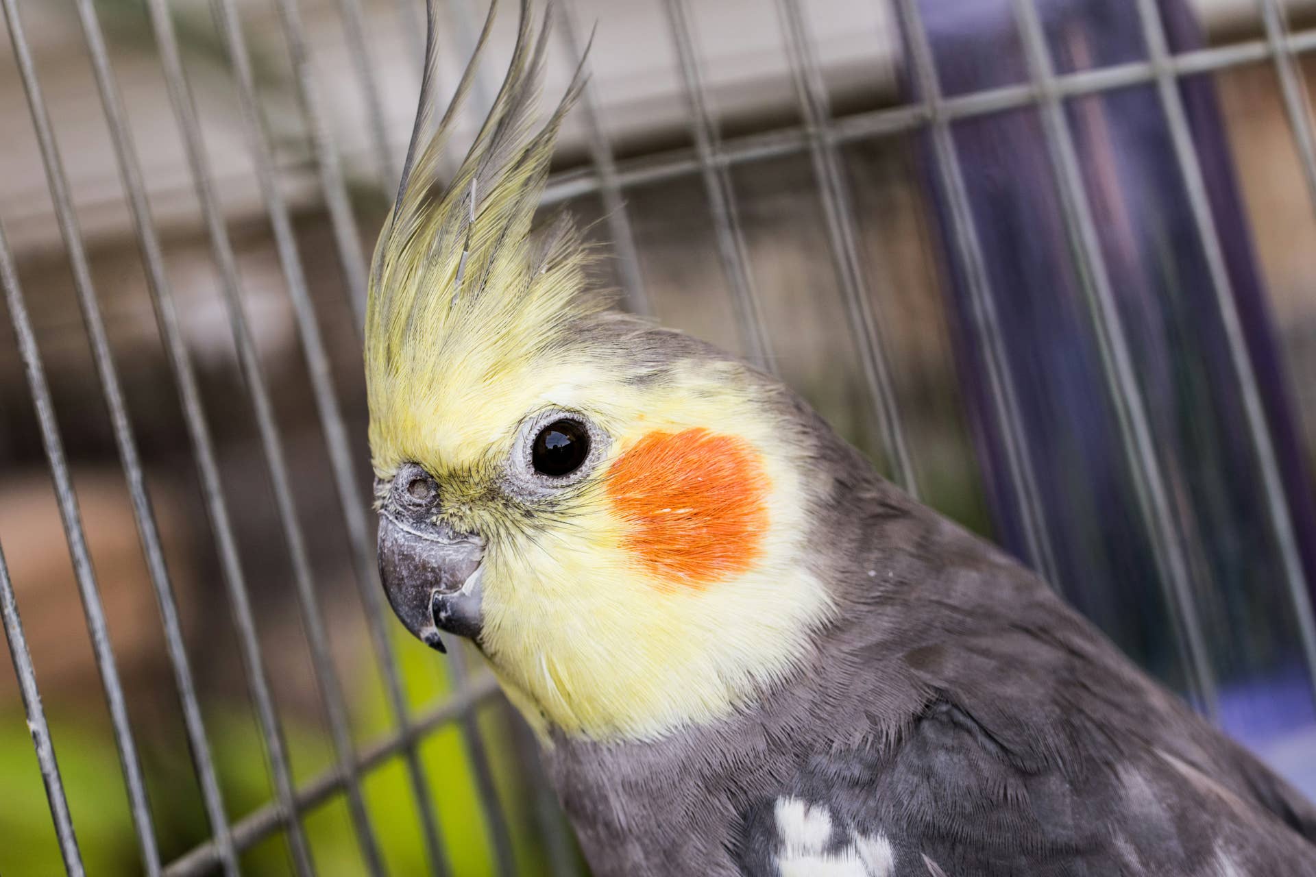 Cockatiel's Unlikely Friendship With Guinea Pigs Is Melting Hearts ...