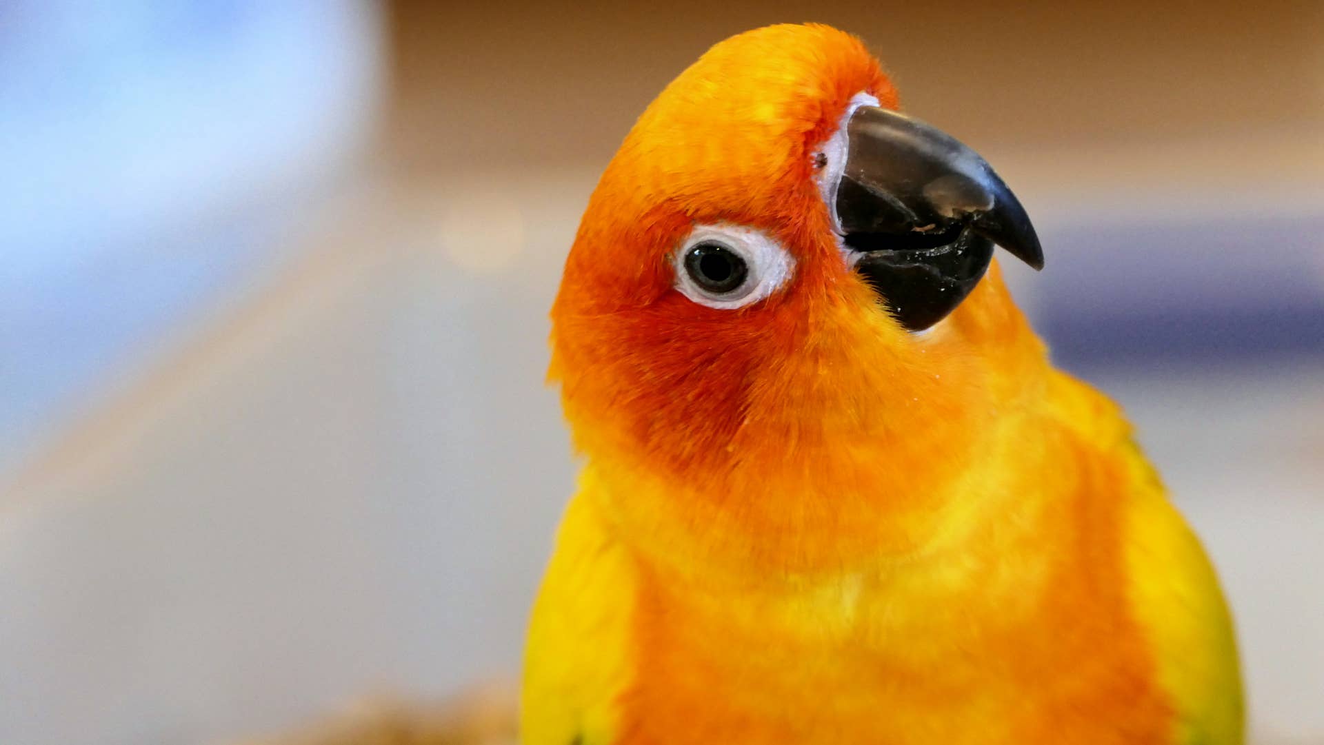Adorbale Parrot Falls Asleep in Mom’s Arms—People Can't Handle It ...