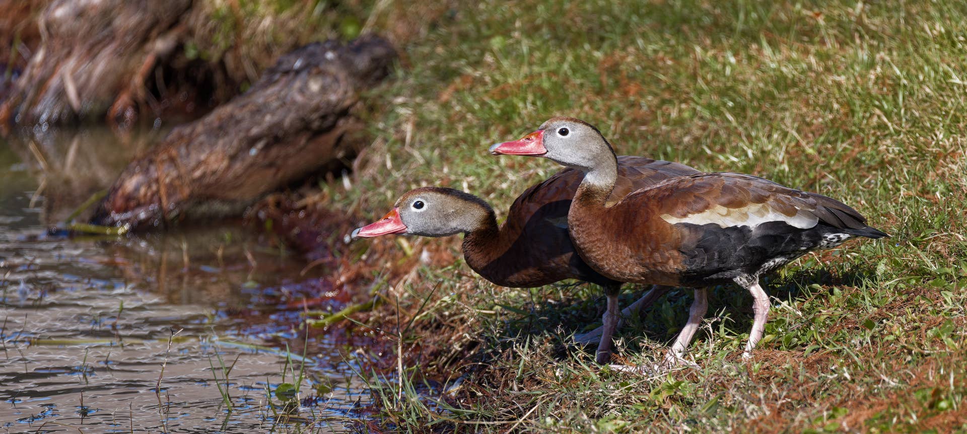 Butterfly Appears. Whistling Ducks Panic. Nature Is Cowardly and We ...