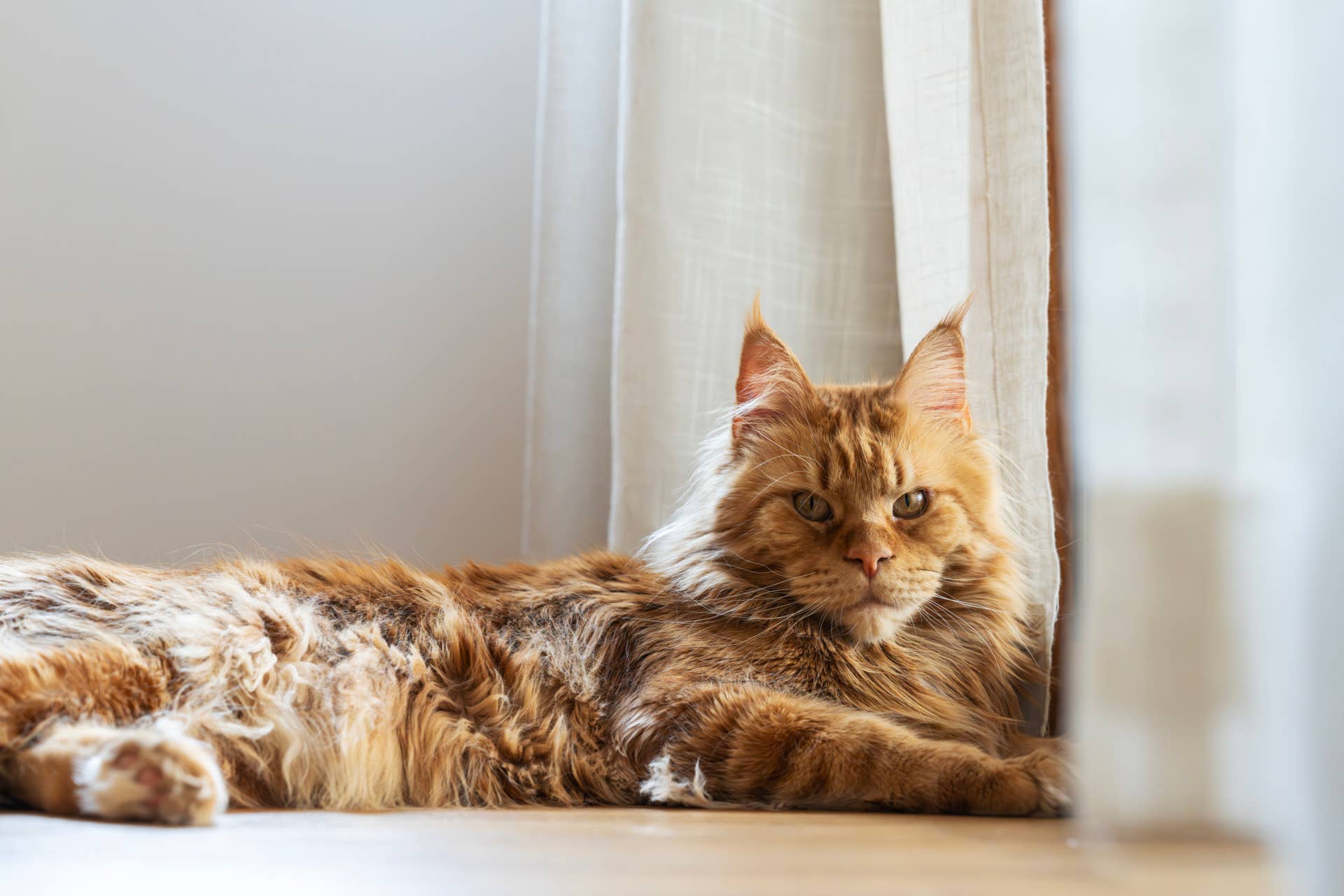 Enormous Orange Maine Coon With Giant Paws Has Even Bigger Feelings for ...