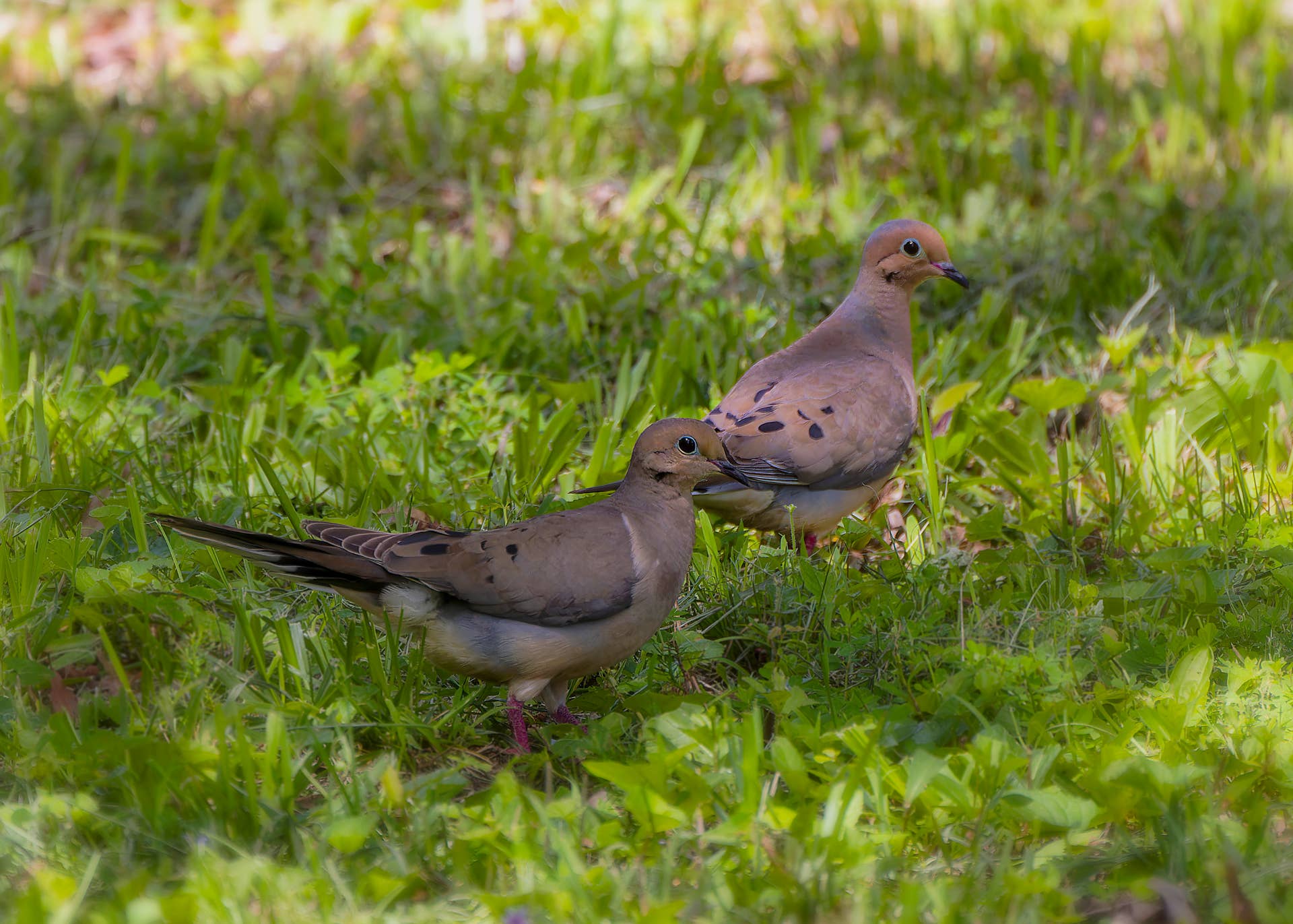 A Mourning Dove Family Set up Home in This Flower Box Rent-Free—and ...