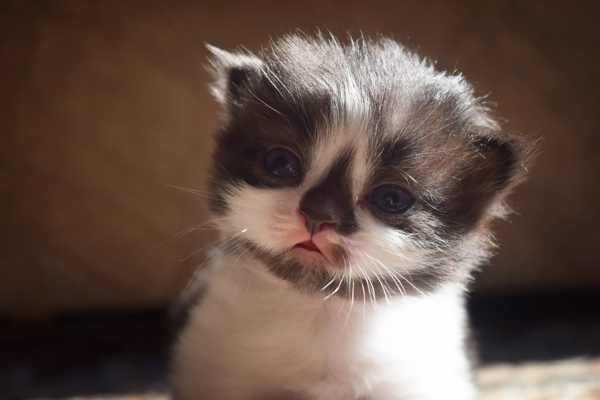 This Rare Dwarf Rescue Kitten Has the Sleepiest Face You've Ever Seen ...