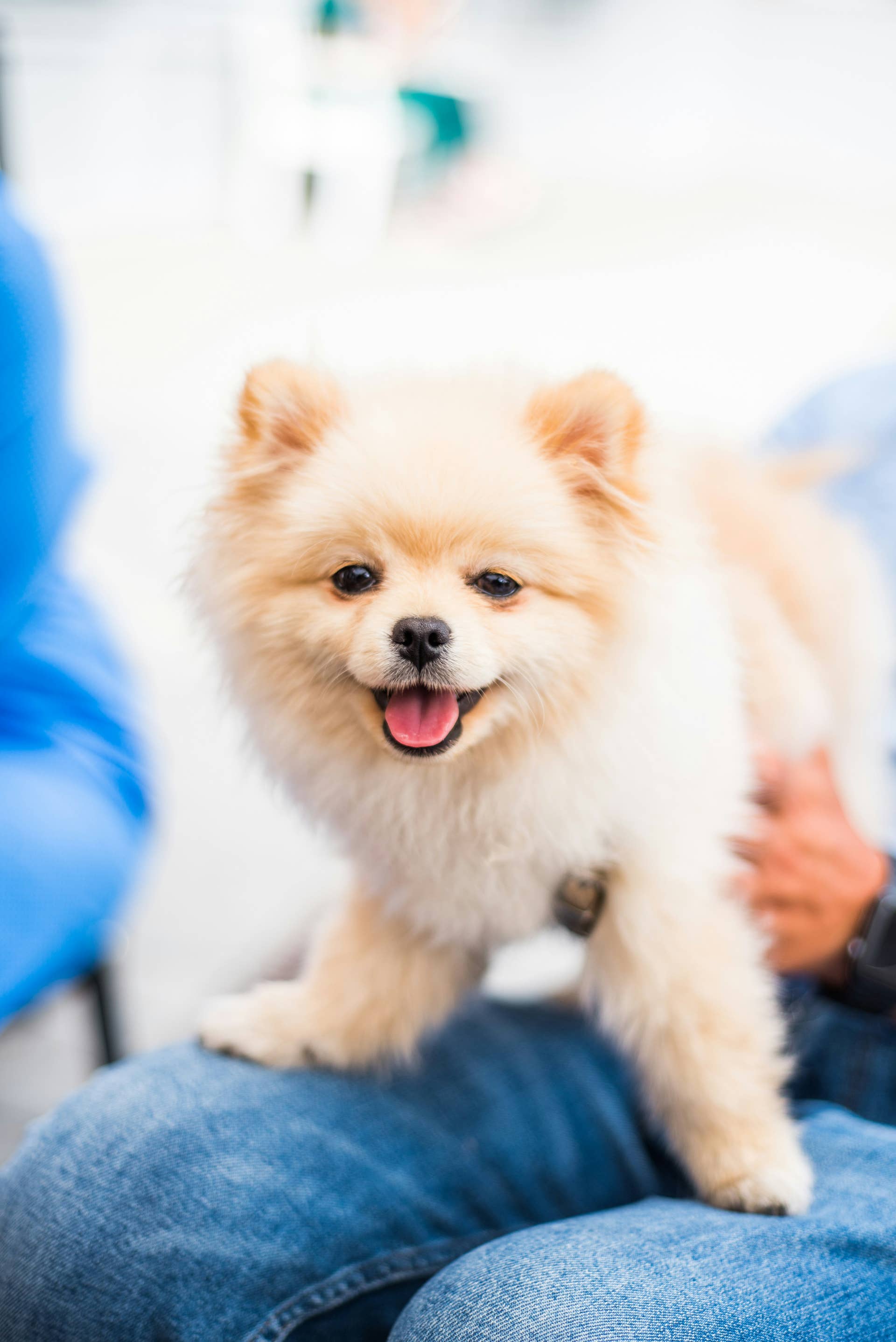 New World Screwworm Found in Dog: What Pet Parents Need to Know ...