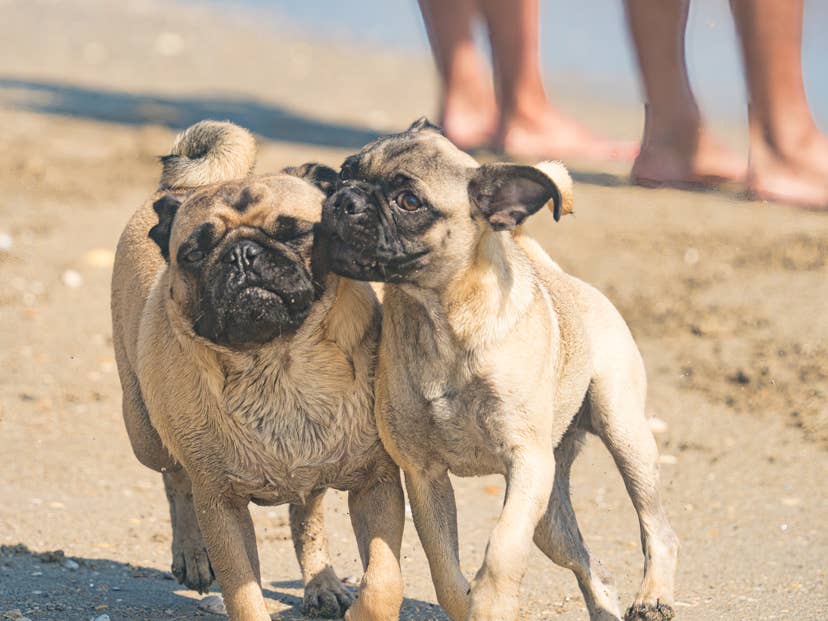 2 Pugs Lounging on Floaties During a Sea Day Are Truly Living Their ...