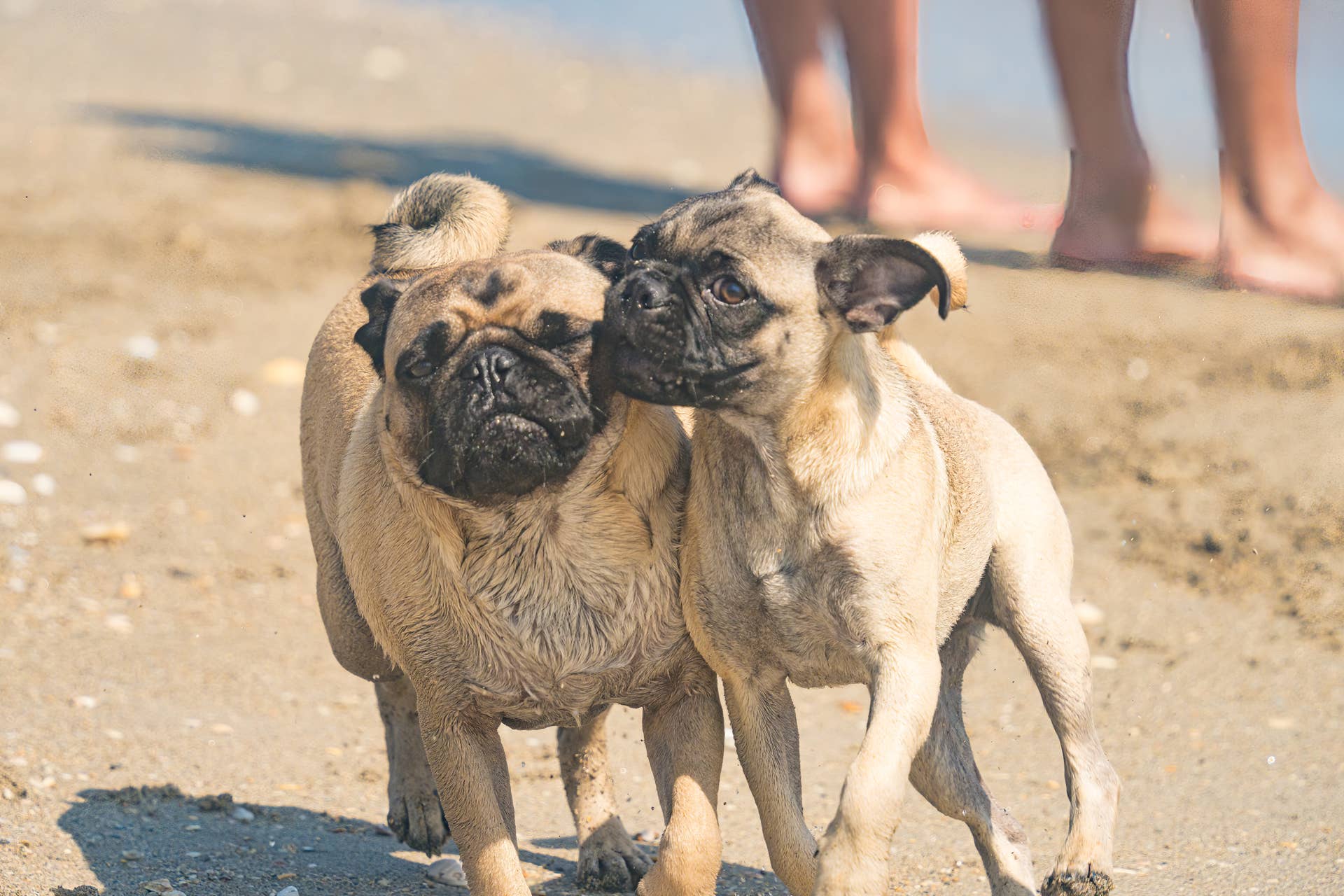 2 Pugs Lounging on Floaties During a Sea Day Are Truly Living Their ...