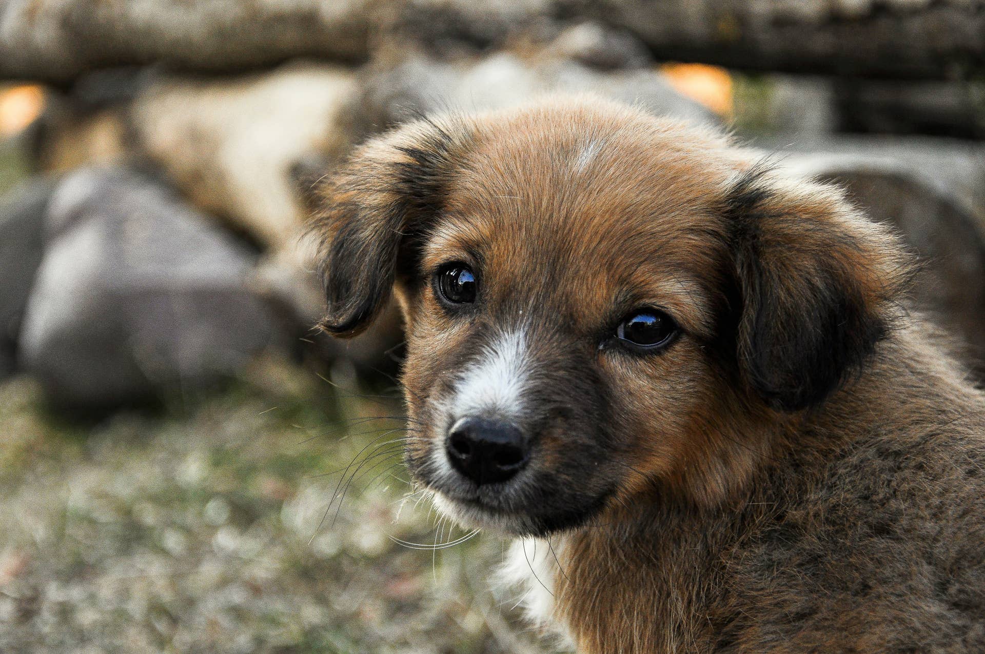 Rescue Dog - Parade Pets
