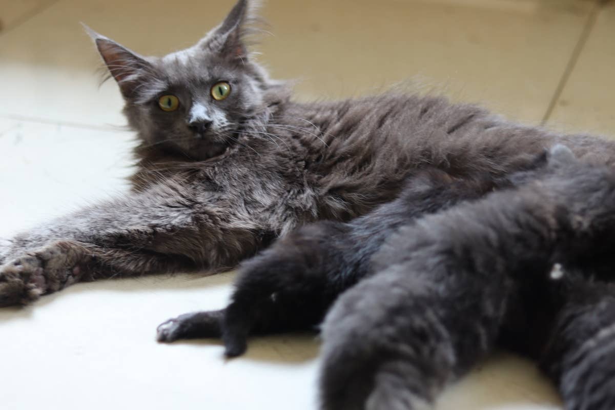Maine Coon Mom Luna Welcomes 4 Tiny Kittens, and the Size Difference Is ...