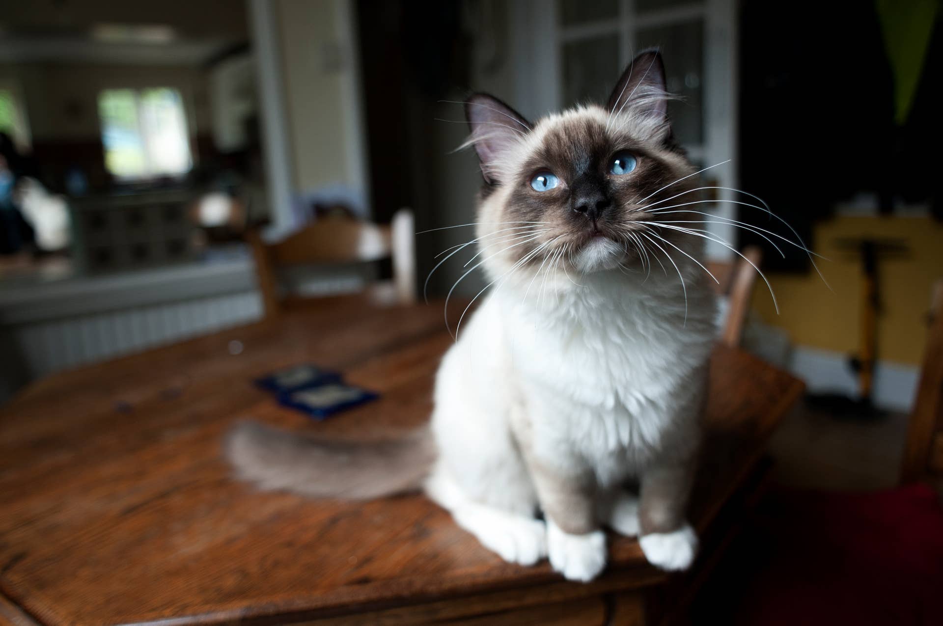 Rare ‘Rainbow' Ragdoll Cat Is the Happiest Girl in the World - Parade Pets