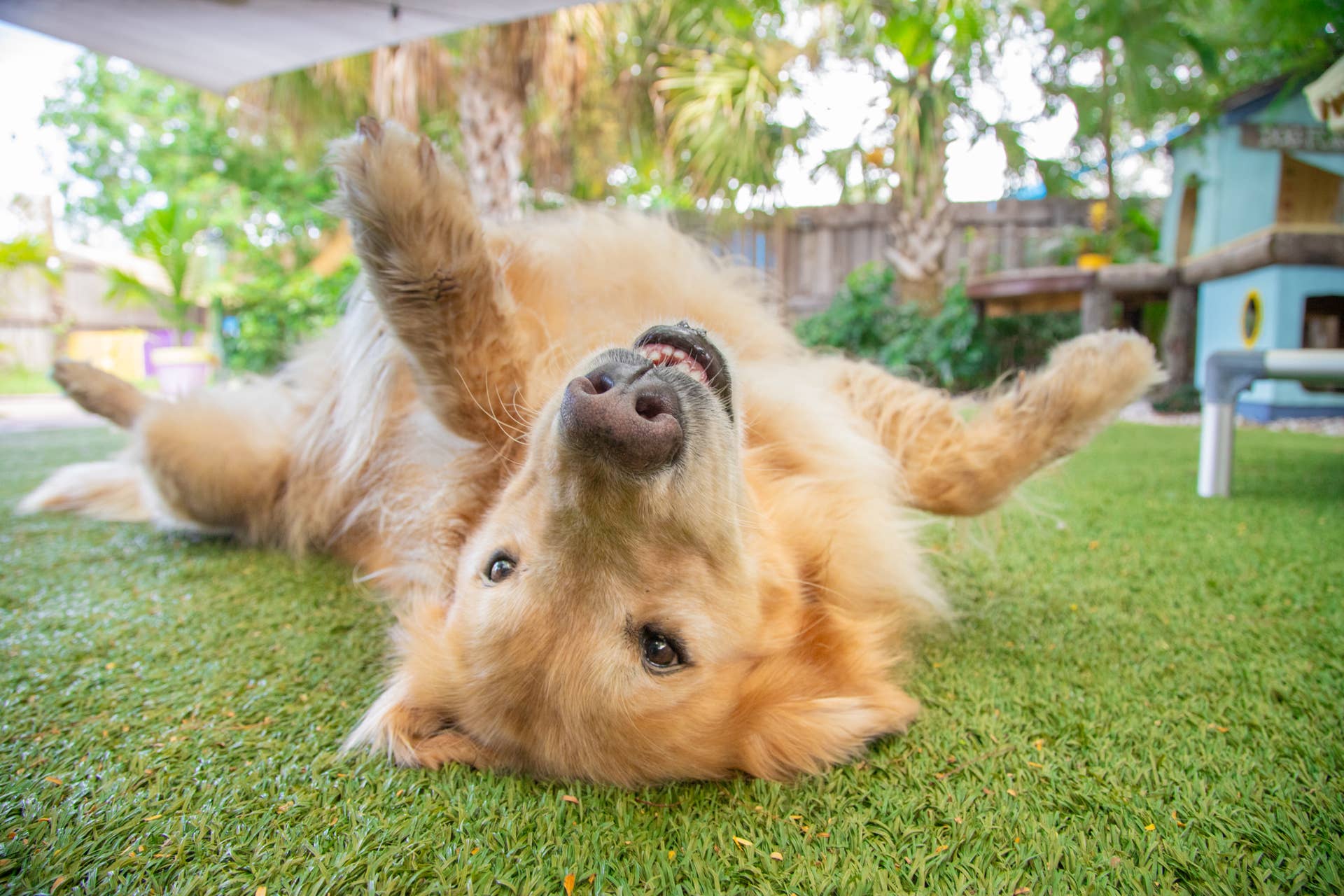 Golden Retriever Hops Like a Bunny in His Easter Costume - Parade Pets