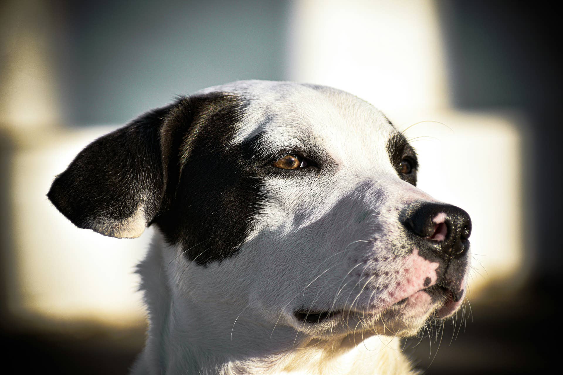 10-Year-Old Dog Returned to Shelter After 6 Years Wags His Tail ...