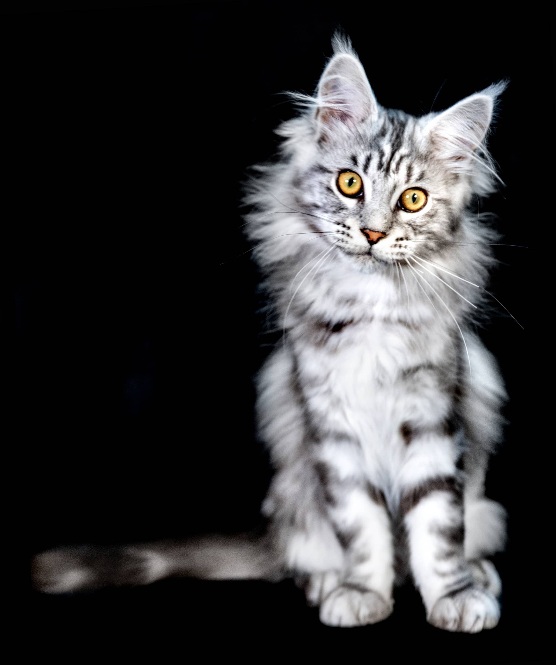 This Fluffy Gray Maine Coon Kitten Looks Like a Storm Cloud—and We're ...