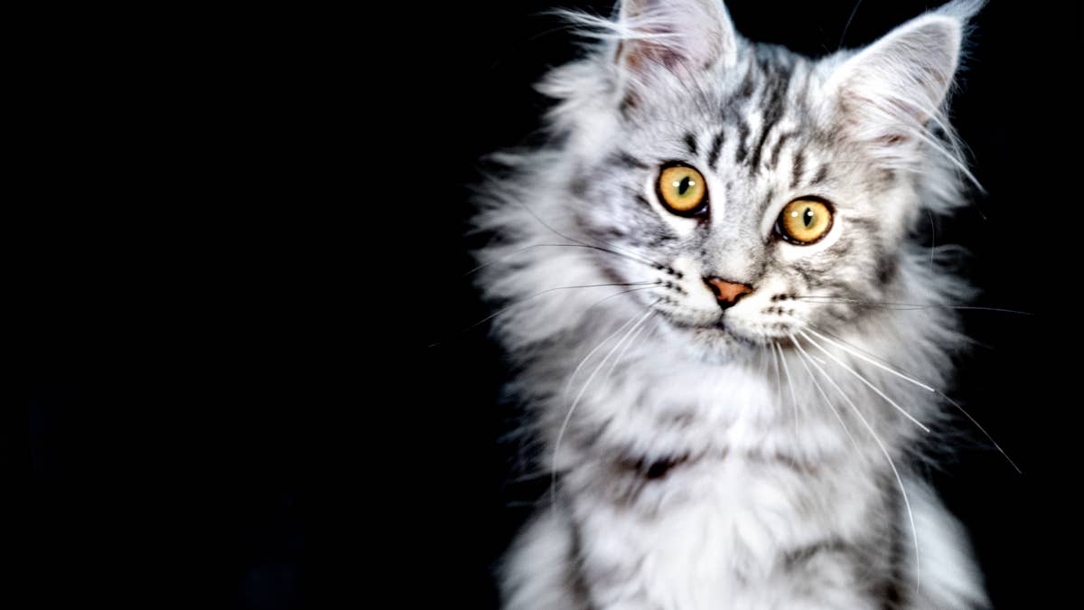 This Fluffy Gray Maine Coon Kitten Looks Like a Storm Cloud—and We're ...