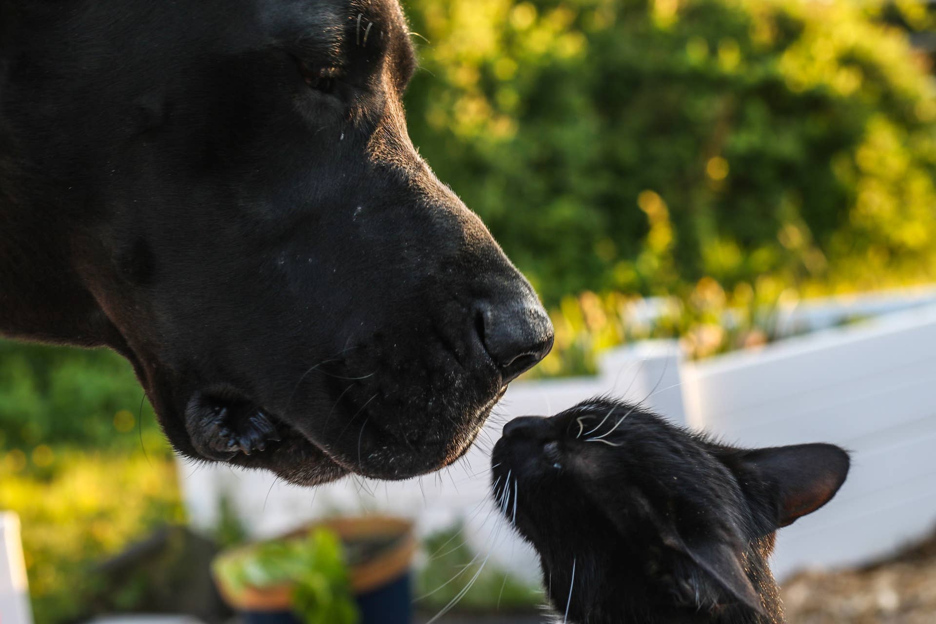 Great Dane’s Excitement Over Maine Coon Kittens Is So Cute - Parade Pets