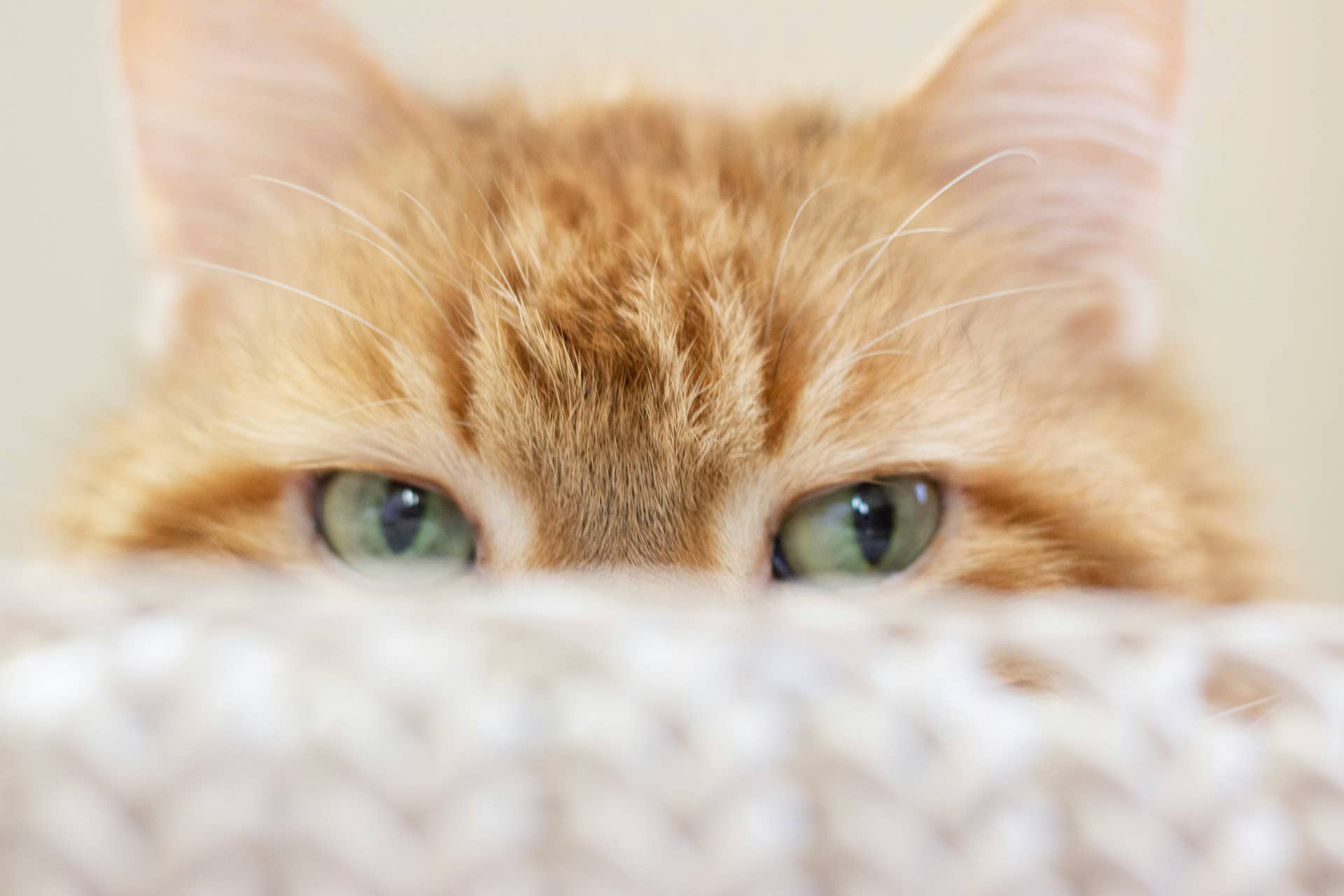 Chonky Orange Cat Named 'Pumpkin' Looks Just Like Emma Stone, and We ...