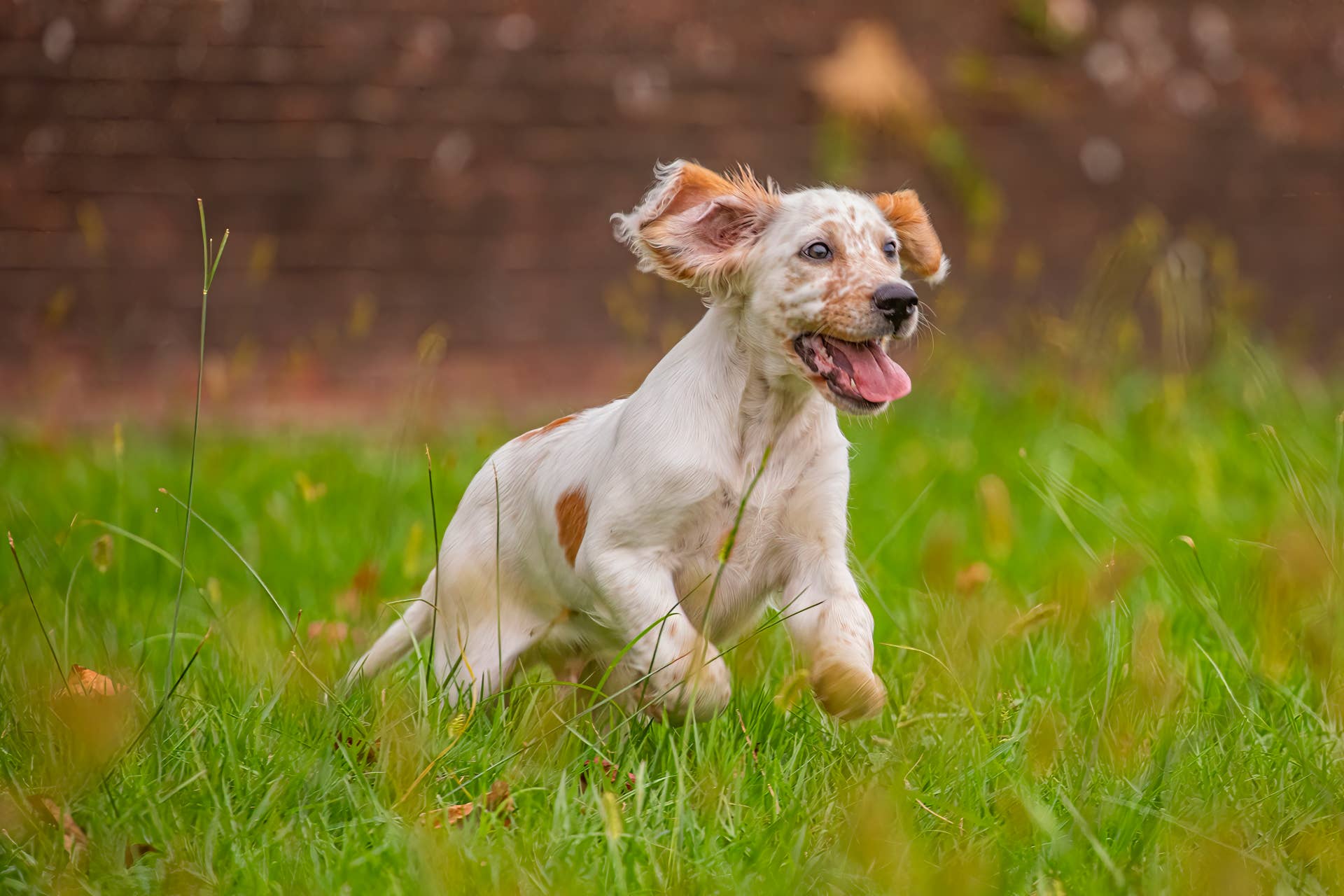 English Setter Puppy's Spotted Coat Makes Him Look Just Like a Tiny ...