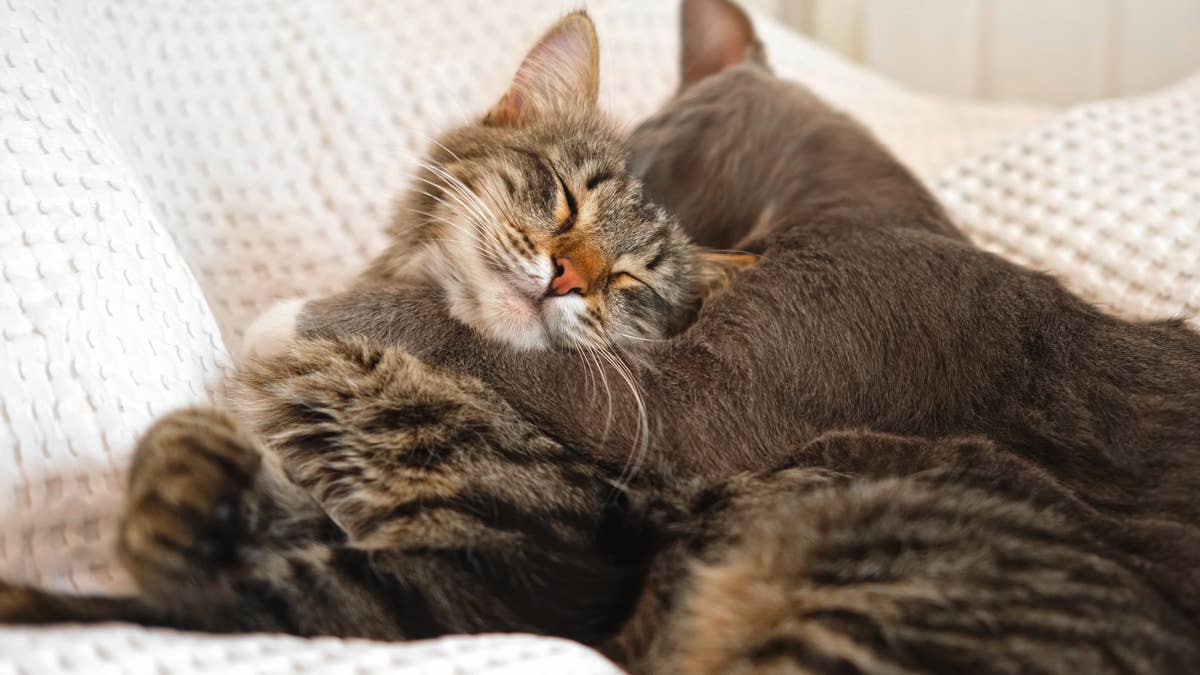 Mama Cat Snuggles All Her Adult Kittens and She Looks Tiny - Parade Pets