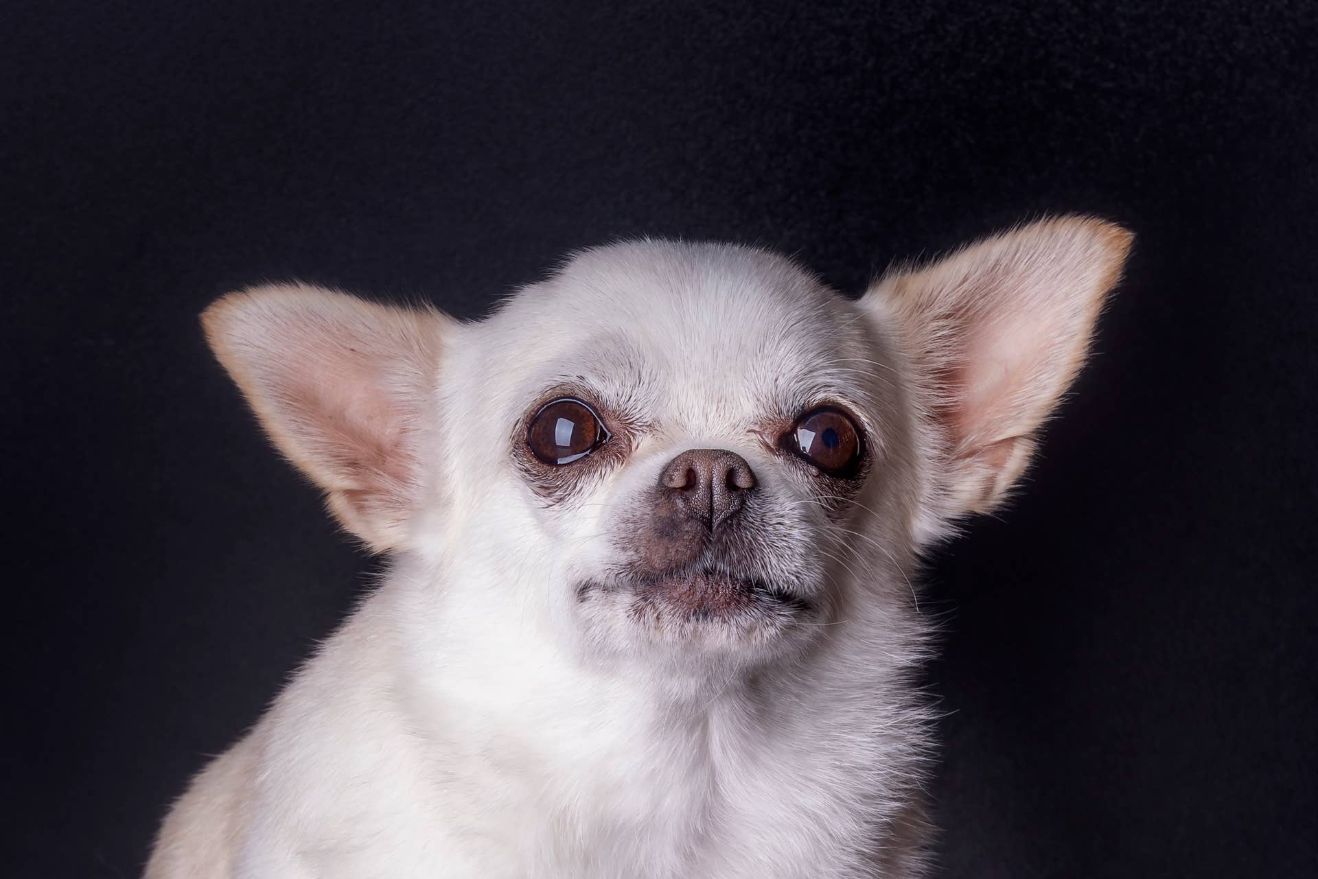 Tiny Chihuahua Finds His Howl for the First Time, and It's the Cutest ...