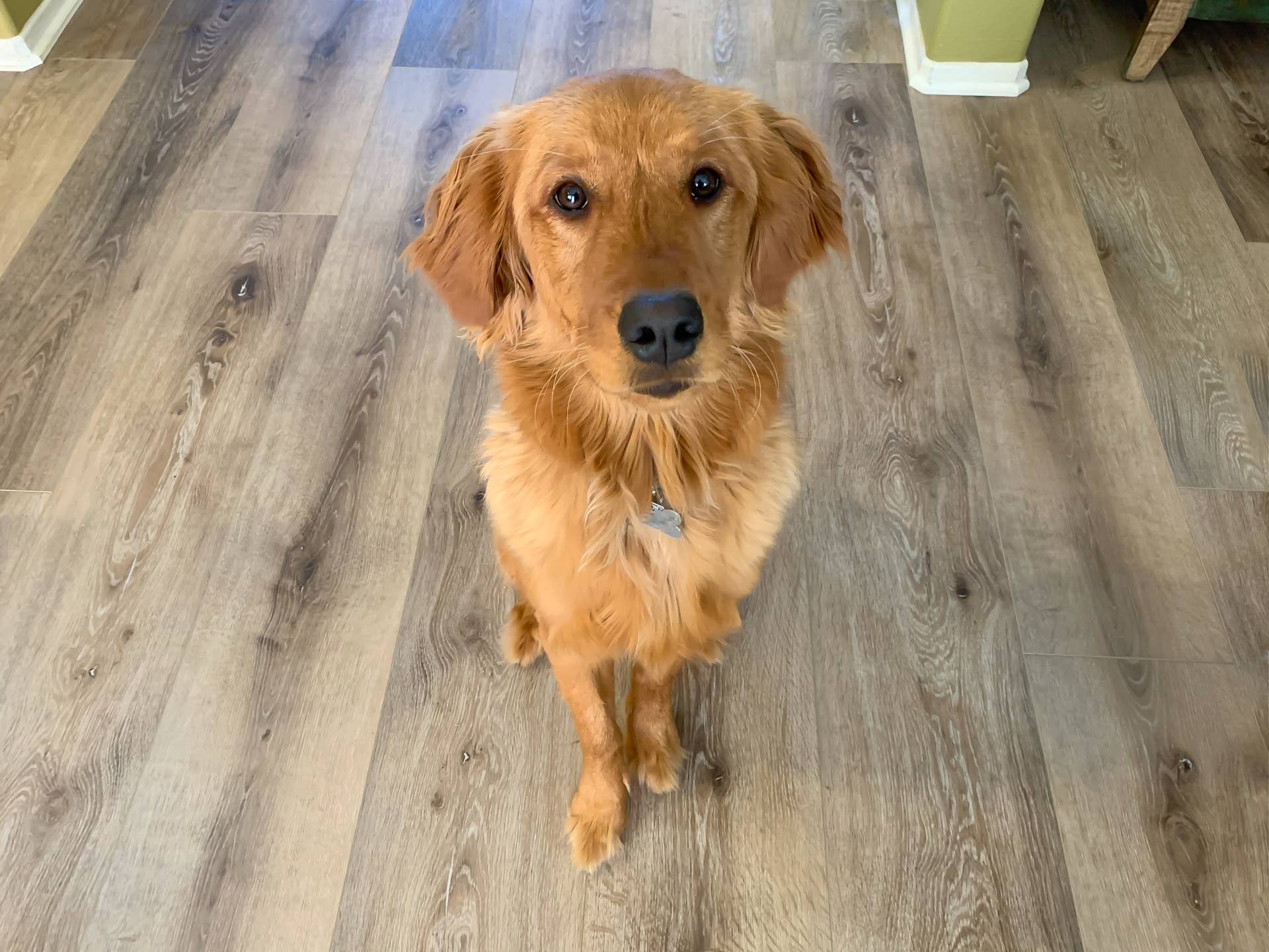 Golden Retriever Surprises His Family by Bringing a Live Armadillo ...