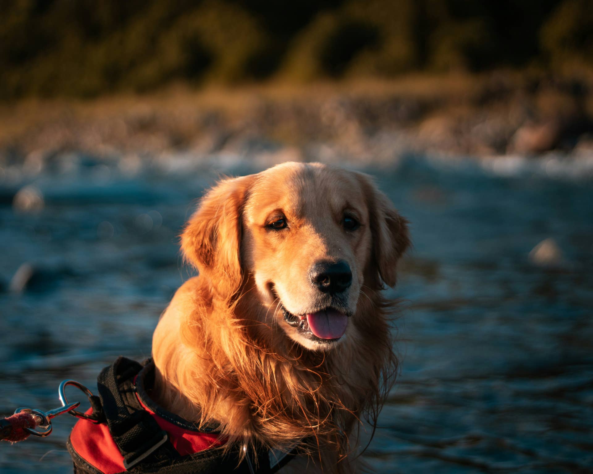 This Golden Retriever's Jet Ski Joy Ride Gives New Meaning to Dog Days ...