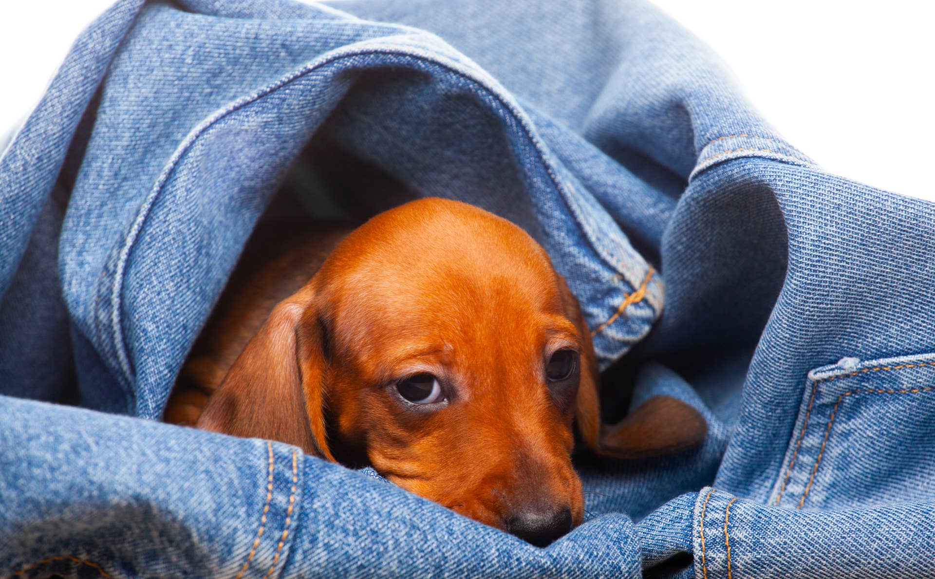 Tiny Dachshund Works as Shop Dog From Human's Pocket and Gets Fed Like ...