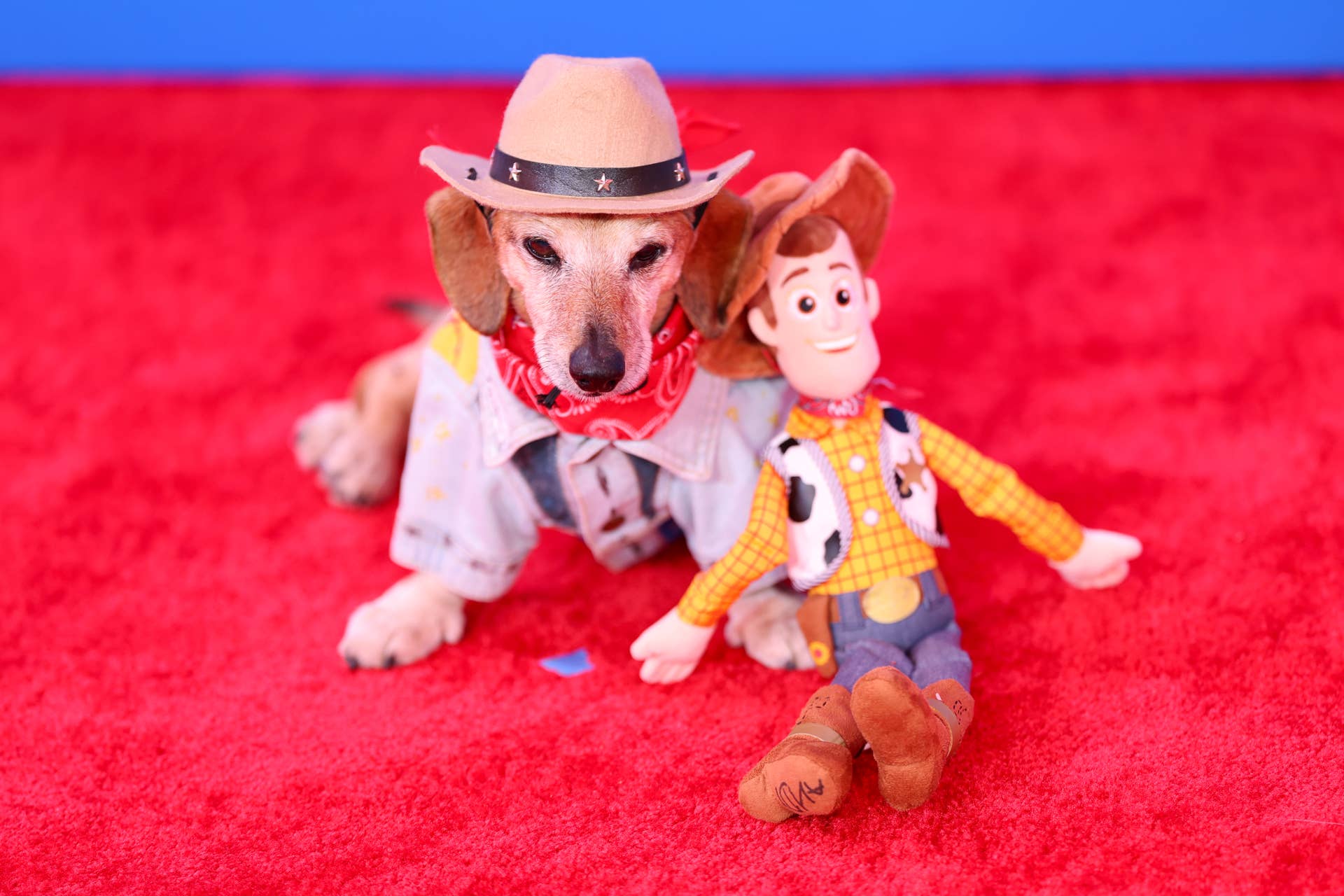 Lucas the Dachshund Hits the 'Toy Story 5' Red Carpet and Completely ...