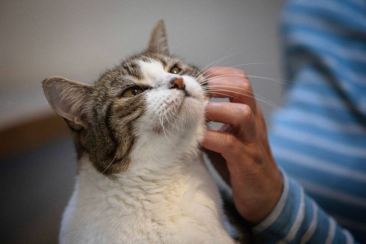 9 Signs Your Cat Thinks You're Their Best Friend, Says a Vet - Parade Pets