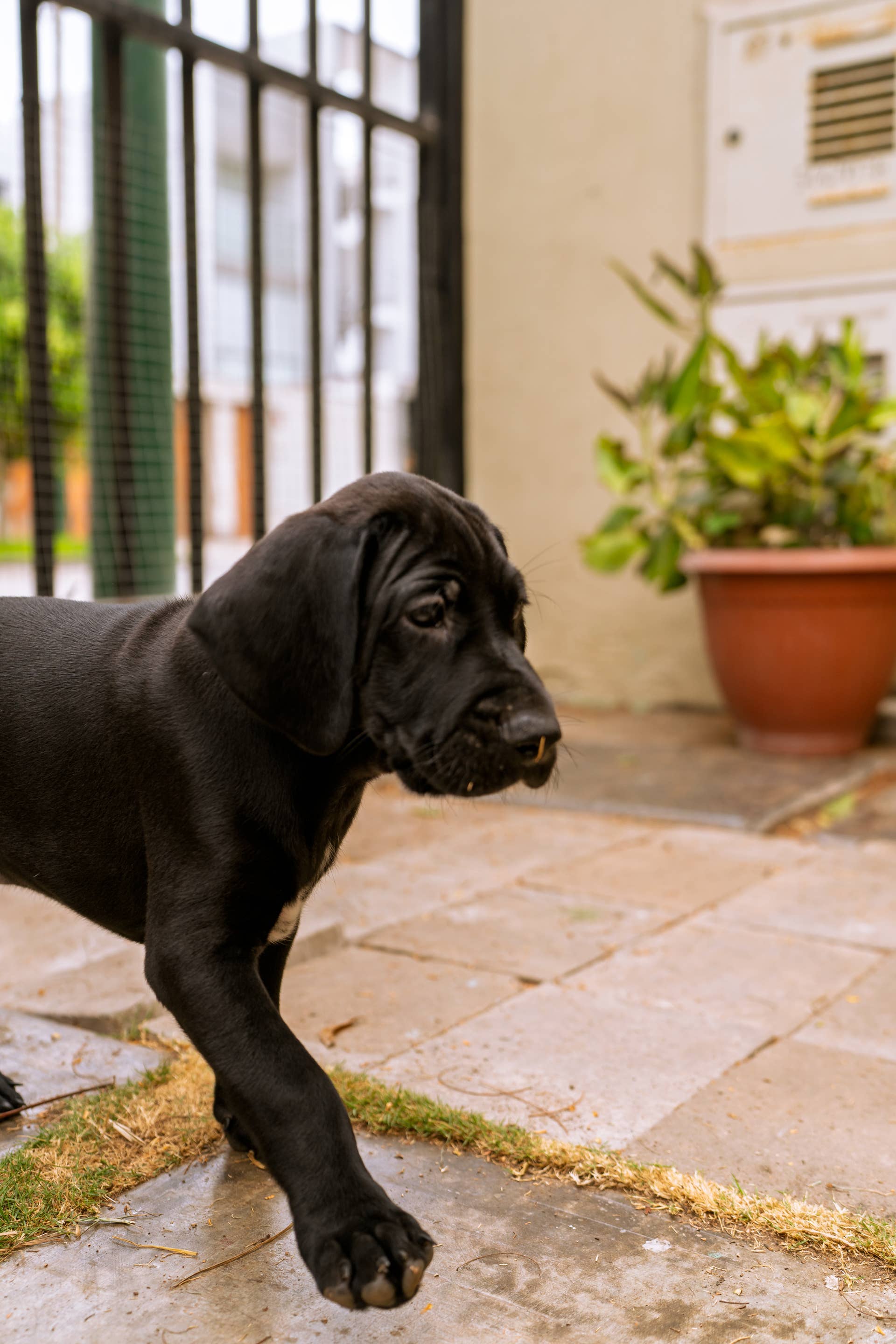 The Real Dog Playing Scooby-Doo in Netflix's New Series Is Too Cute for ...