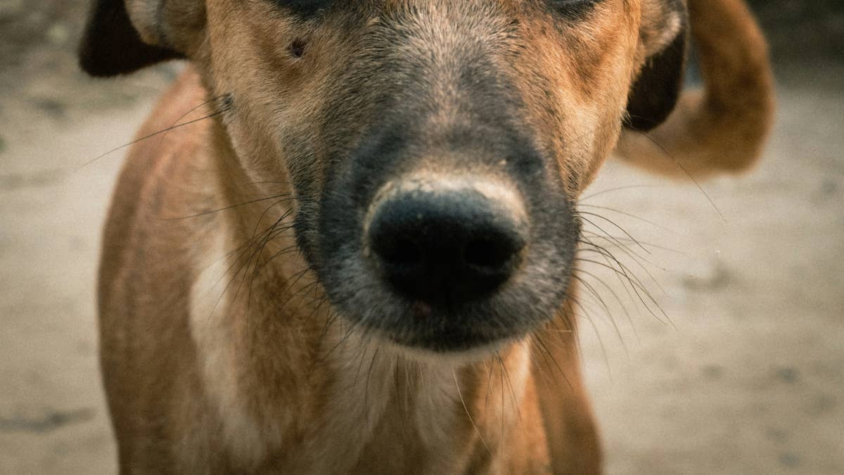 'Totally Broken' Street Dog Gets Movie Star Name and a Special Promise ...