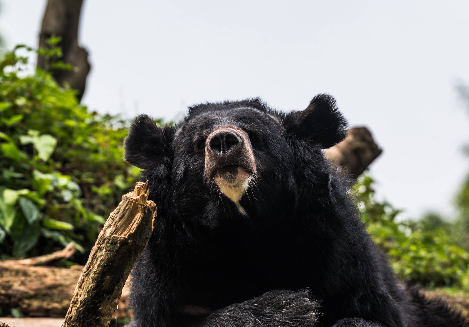 Sanctuary Rescues 27 Endangered Bears From a Farm - Parade Pets