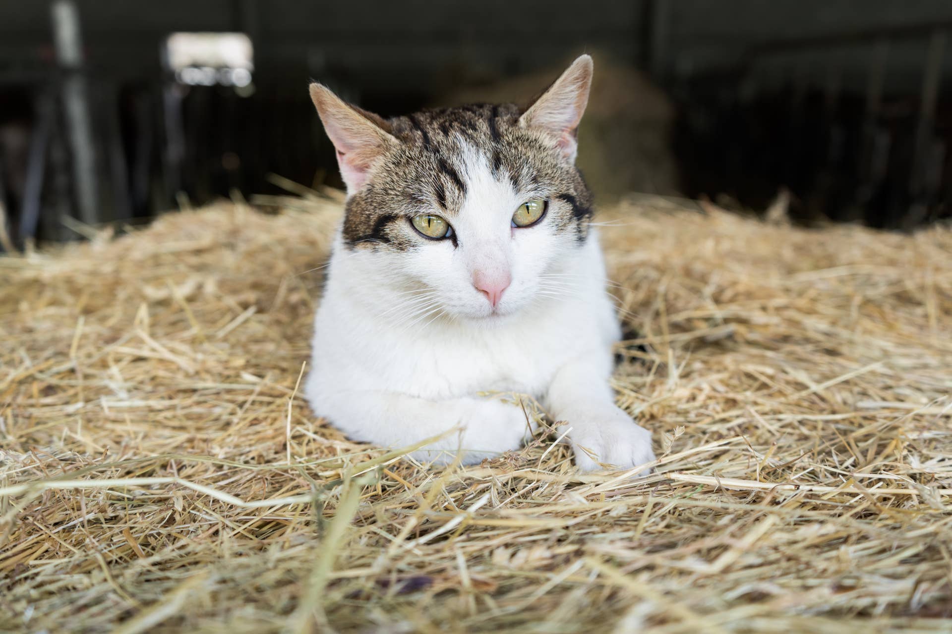 Cat's Unbelievable Transformation 3 Months After a Barn Fire Is Nothing ...