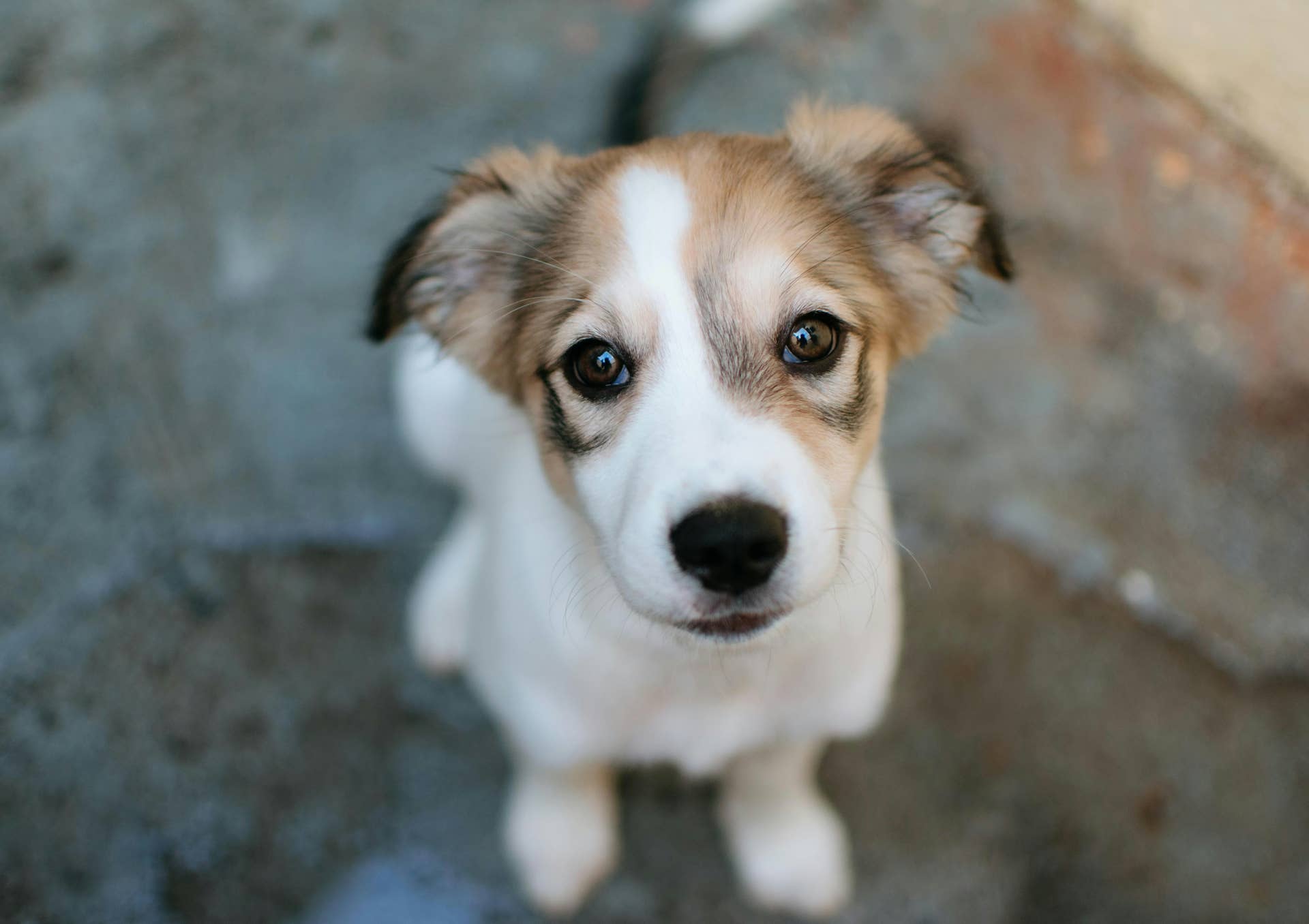 6 Subtle Signs Your Dog Wants Some Attention - Parade Pets