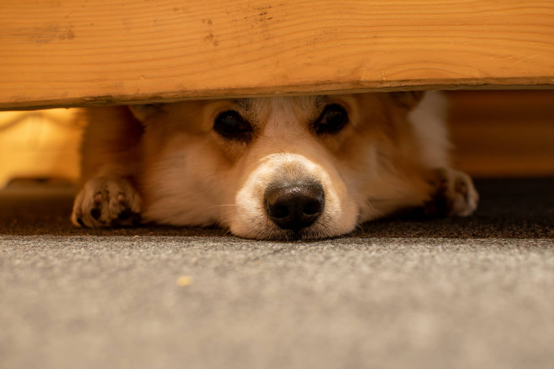 6 Subtle Signs Your Dog Wants Some Attention - Parade Pets