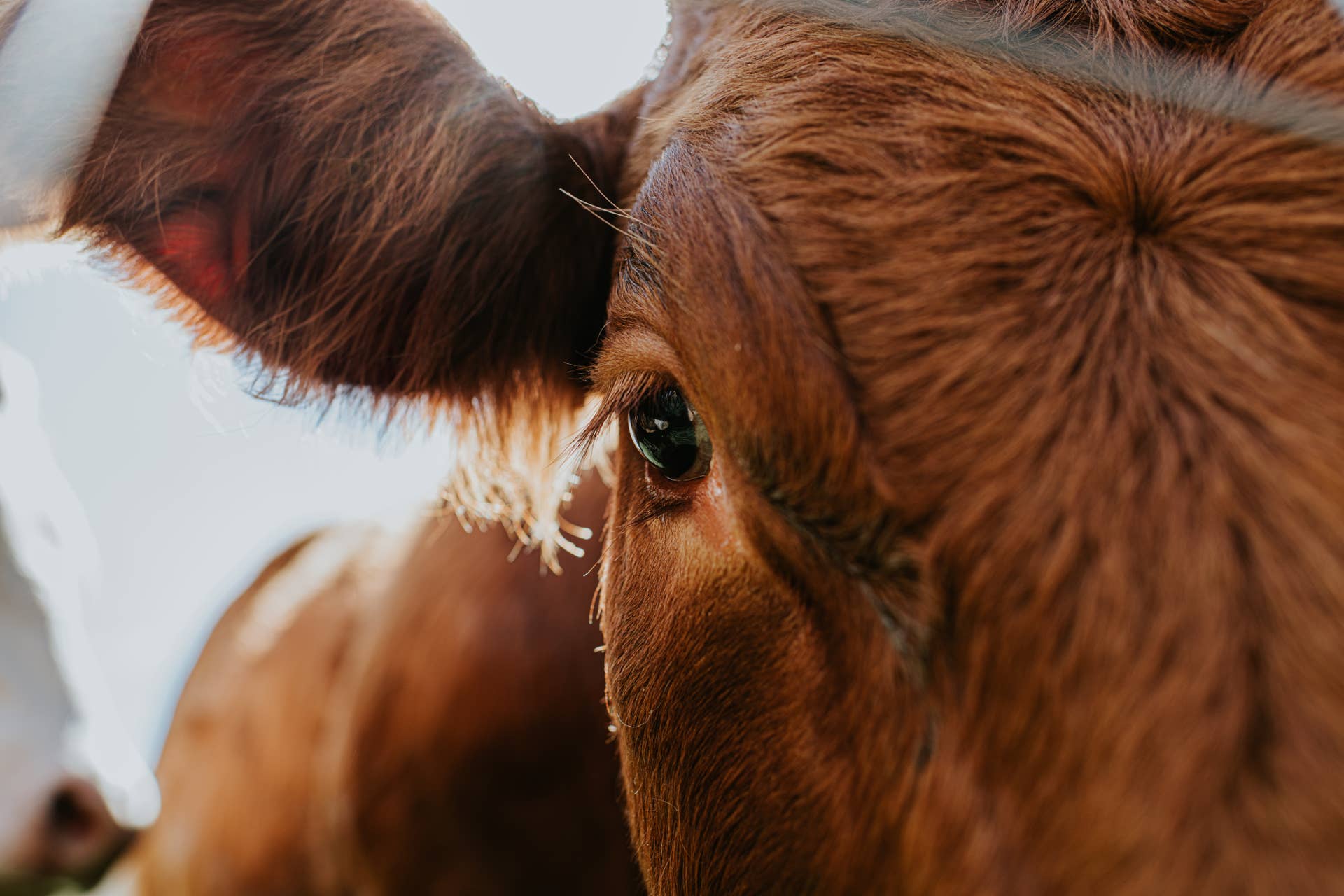 Emo Cow Goes Viral Saying 'It Was Never a Phase'— Internet Dubs Her 'E ...