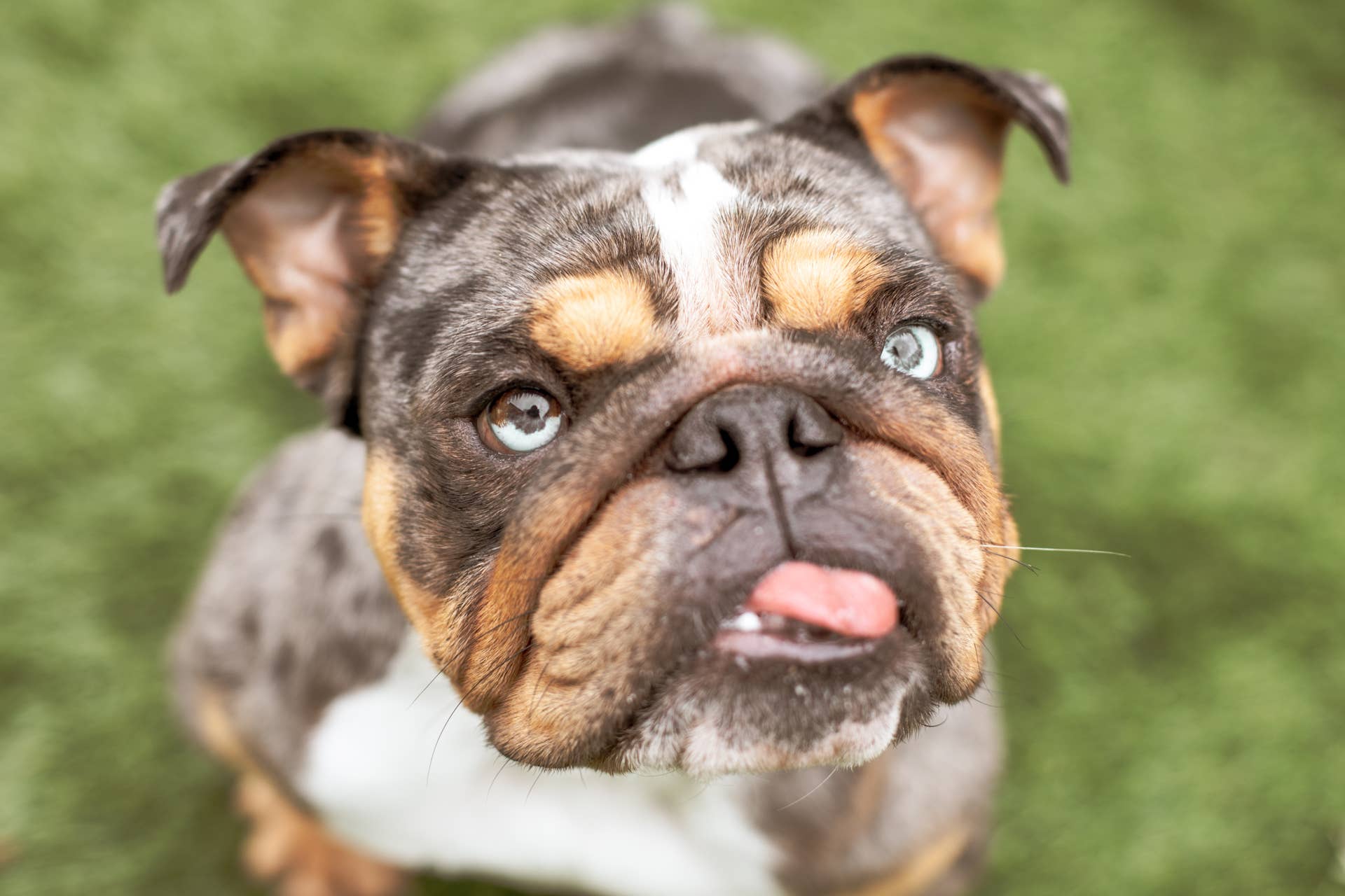 Rare Fluffy Bulldog’s Pretty Blue Eyes Are Melting Hearts - Parade Pets