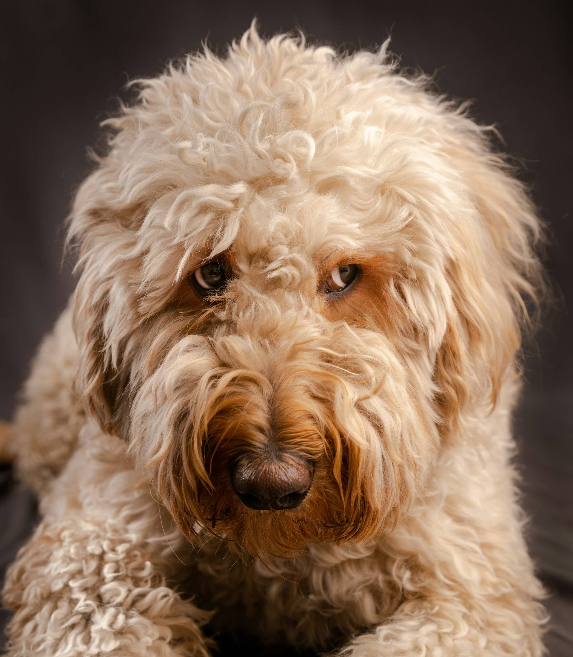 Goldendoodle Stares at Dad in Pure Disgust When His Food Doesn't Come ...