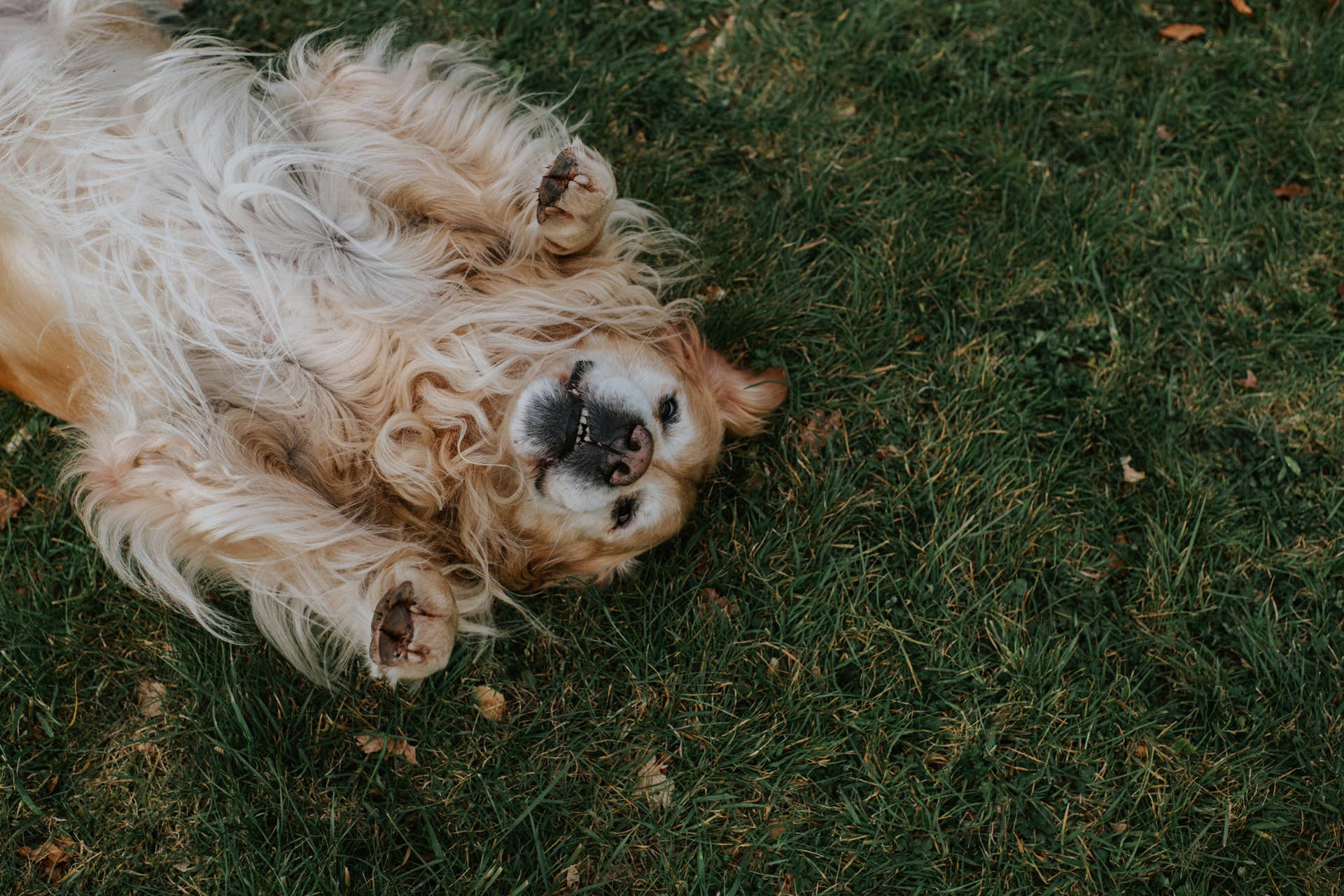 Panic-Stricken Dog Mom Has a Post-Walk Secret — Her Golden Retriever ...